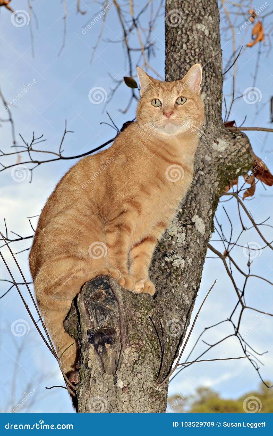 Orange Tabby Cat in a Tree stock image. Image of climbing - 103529709