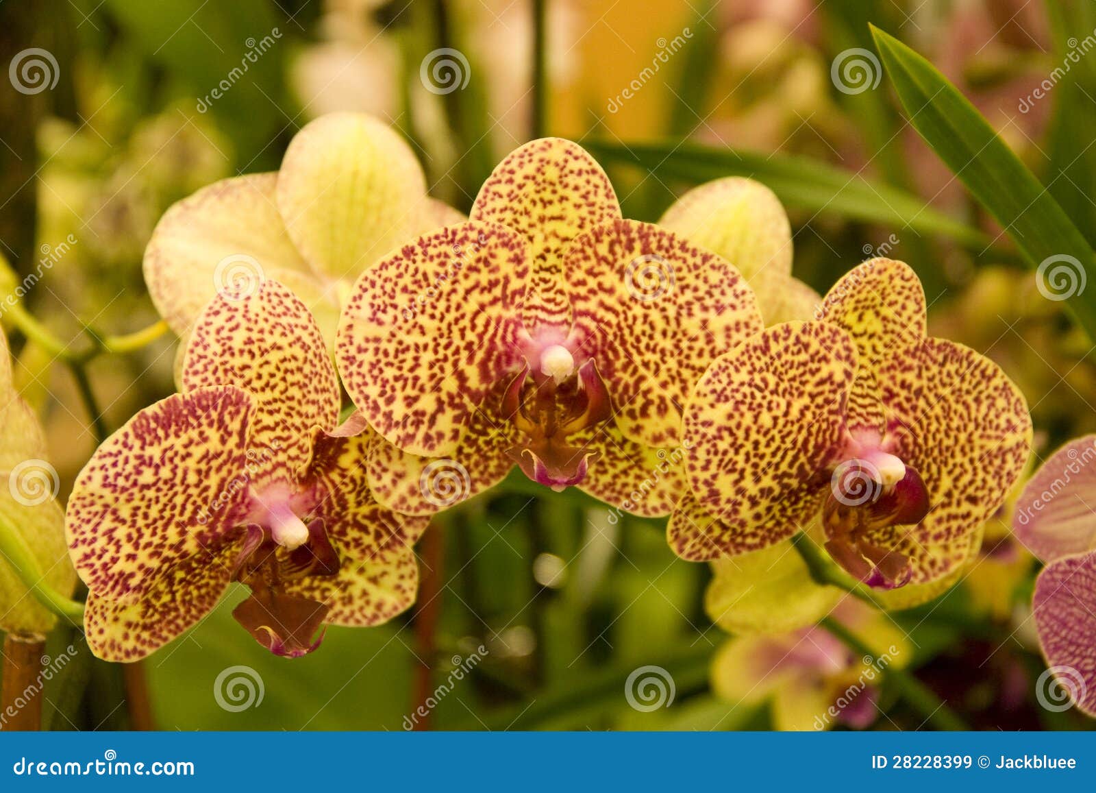 Colorful orchid flowers stock image. Image of color, sale - 28228399
