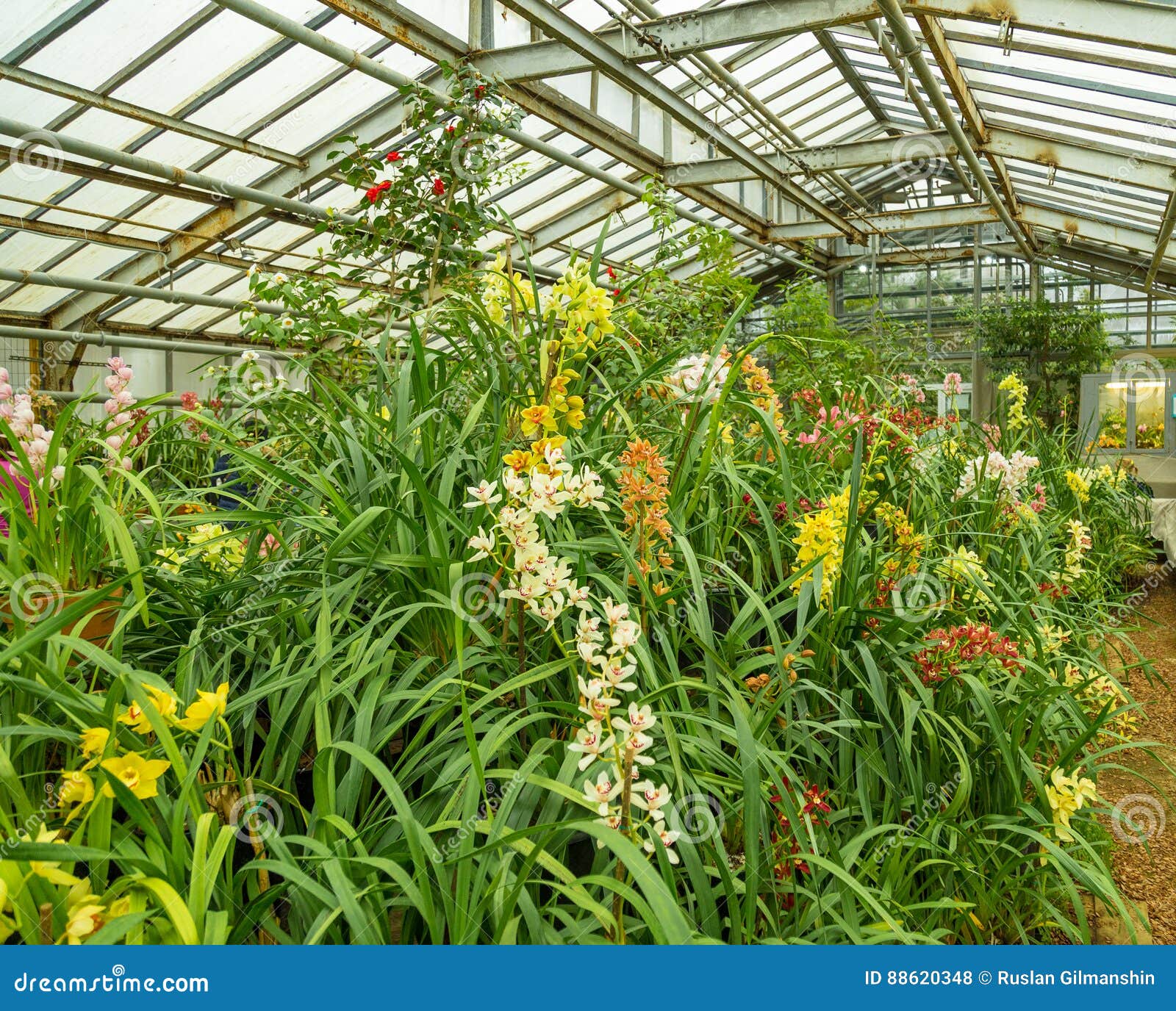 Colorful Orchid Flowers in Conservatory Stock Photo - Image of ...