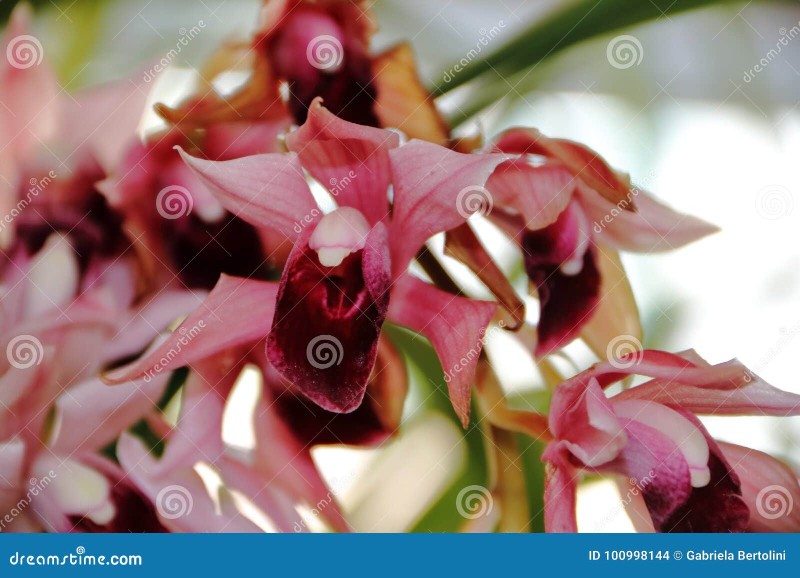 Orchids in spring stock photo. Image of nature, design - 100998144