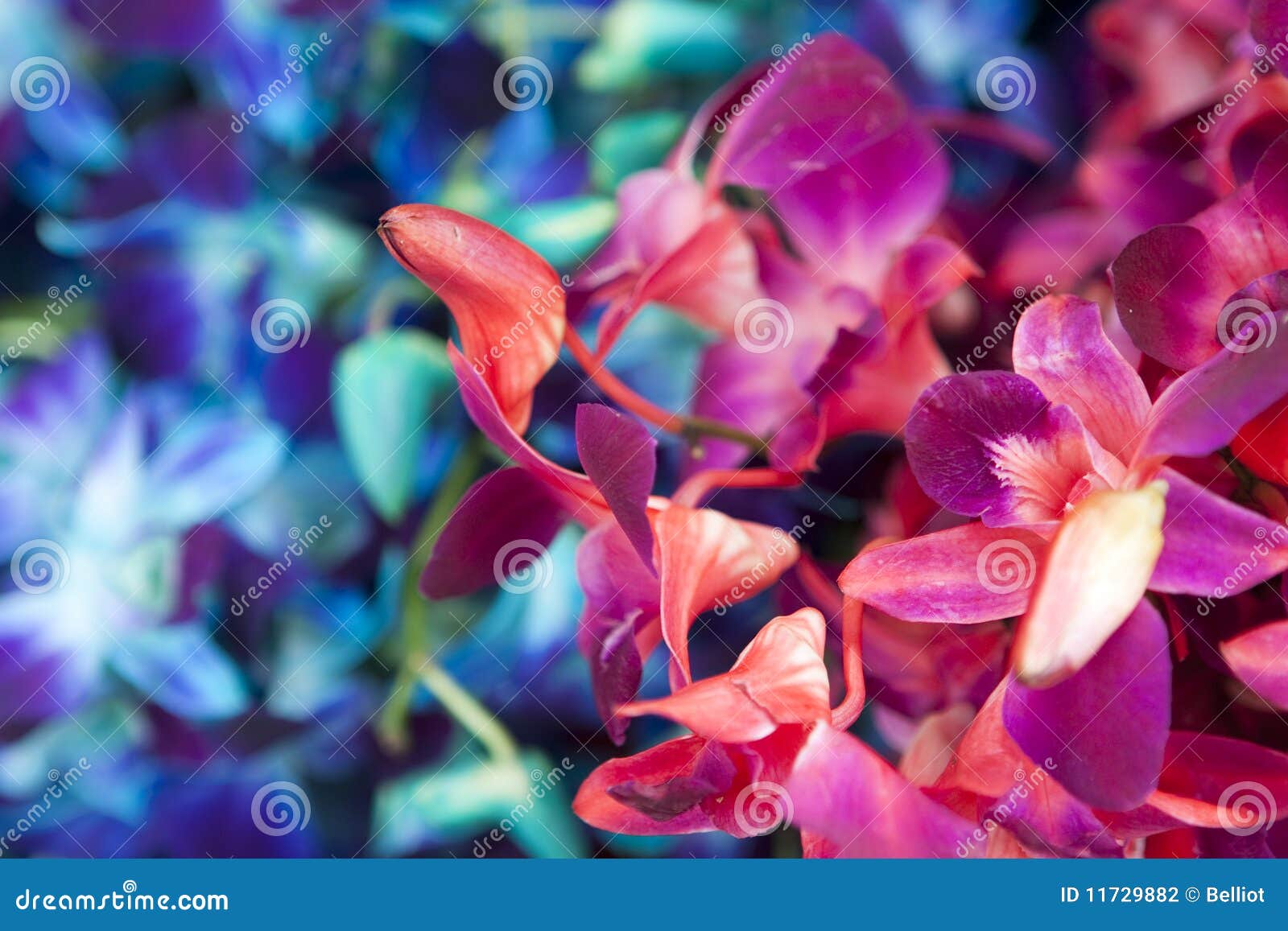 Colorful Orchids stock photo. Image of cultivation, purple - 11729882