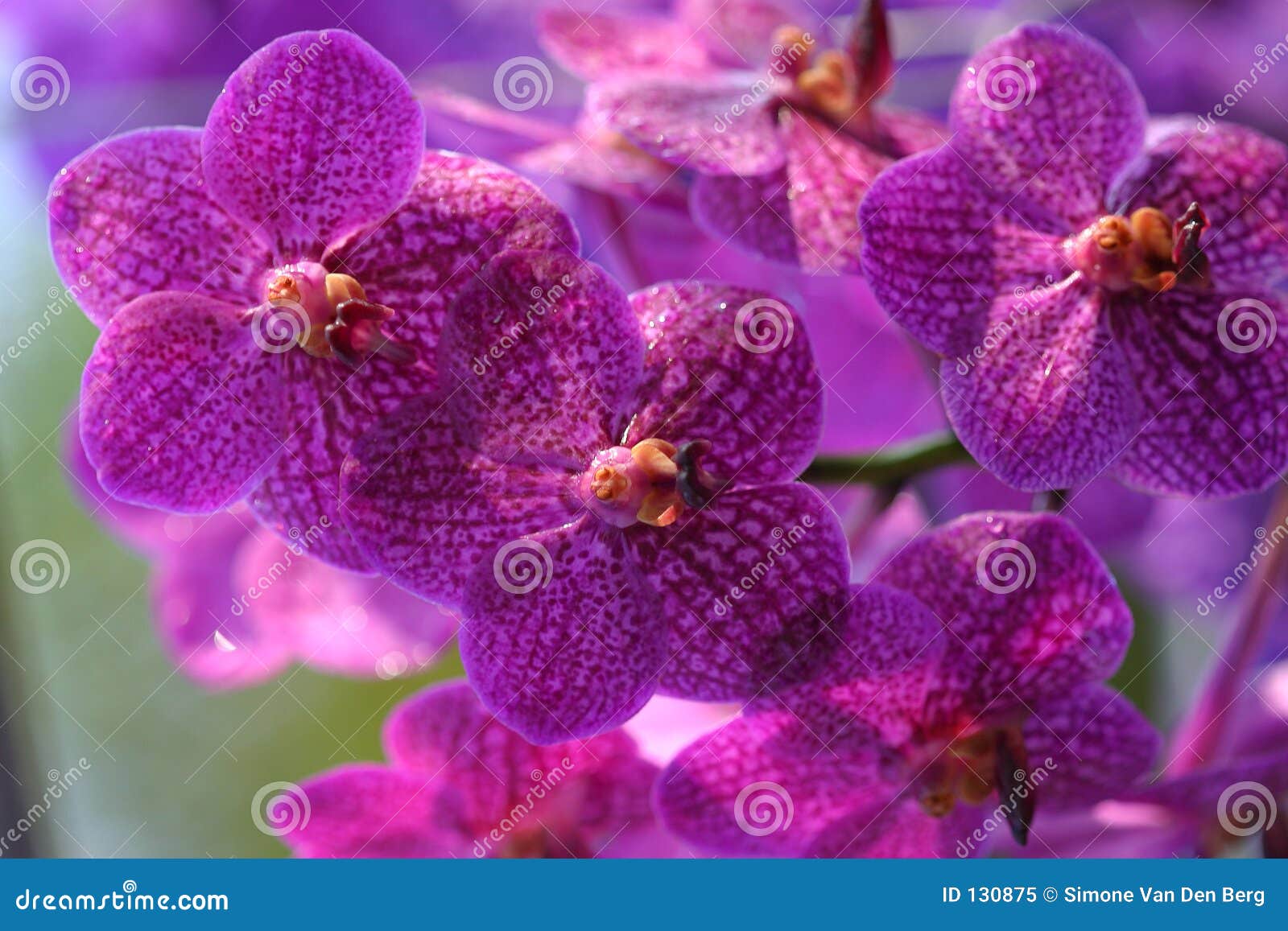 Colorful orchids stock image. Image of north, tropical - 130875