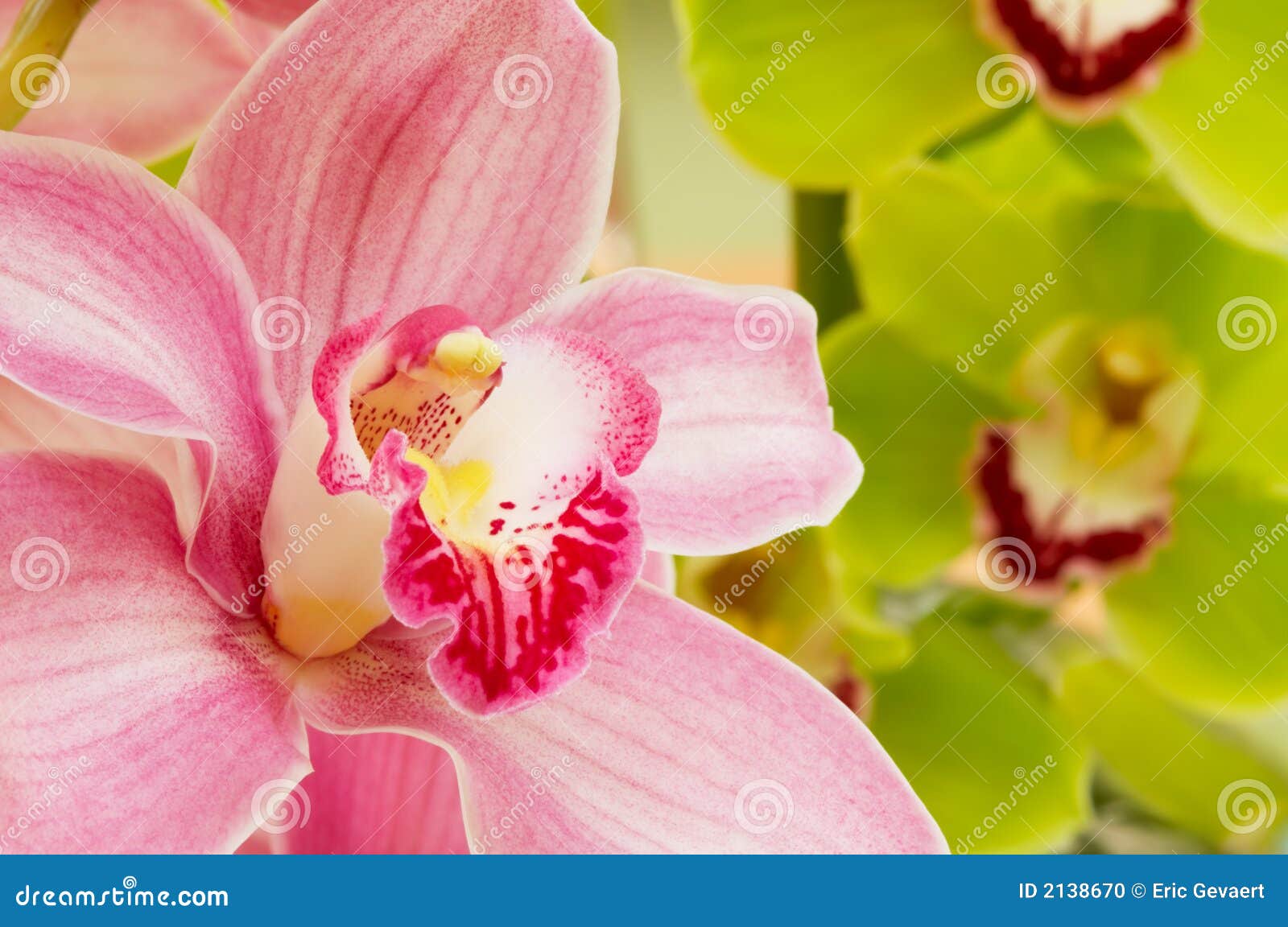 Colorful orchids stock photo. Image of green, flora, bright - 2138670