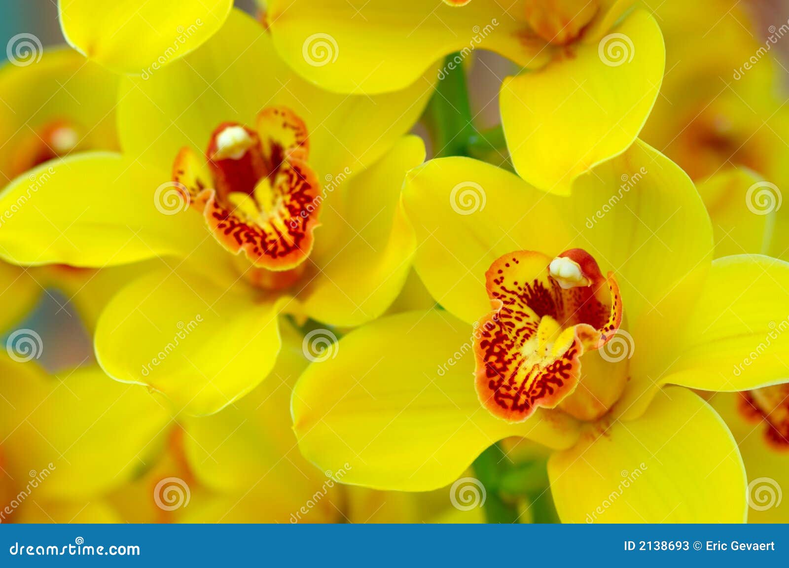 Colorful orchids stock image. Image of line, colorful - 2138693