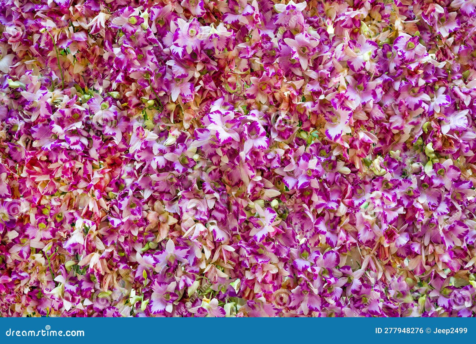 Colorful orchids. stock photo. Image of blossom, background - 277948276