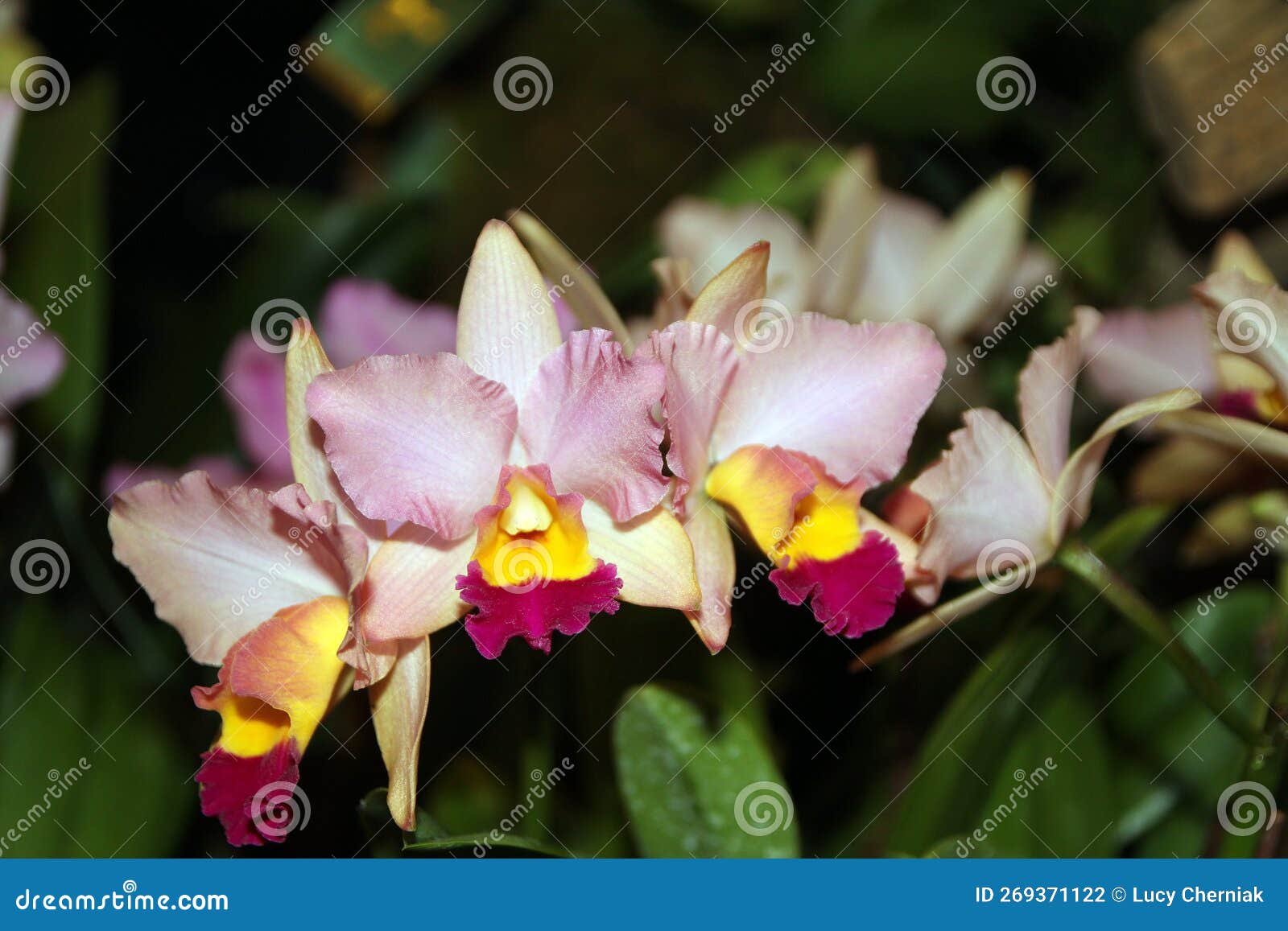 Colorful Orchids stock photo. Image of yellow, background - 269371122