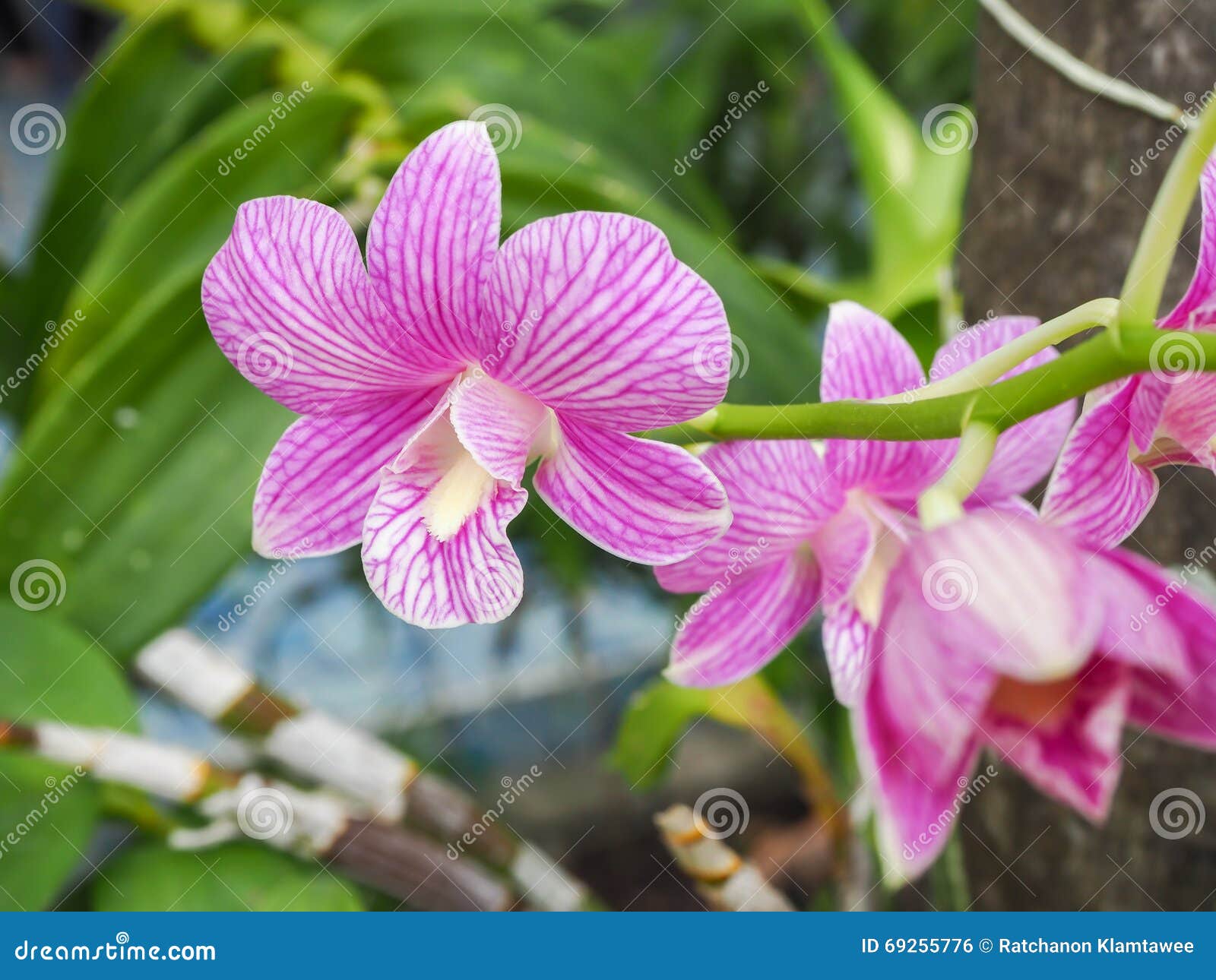 Colorful orchids. stock photo. Image of flowerbed, flower - 69255776