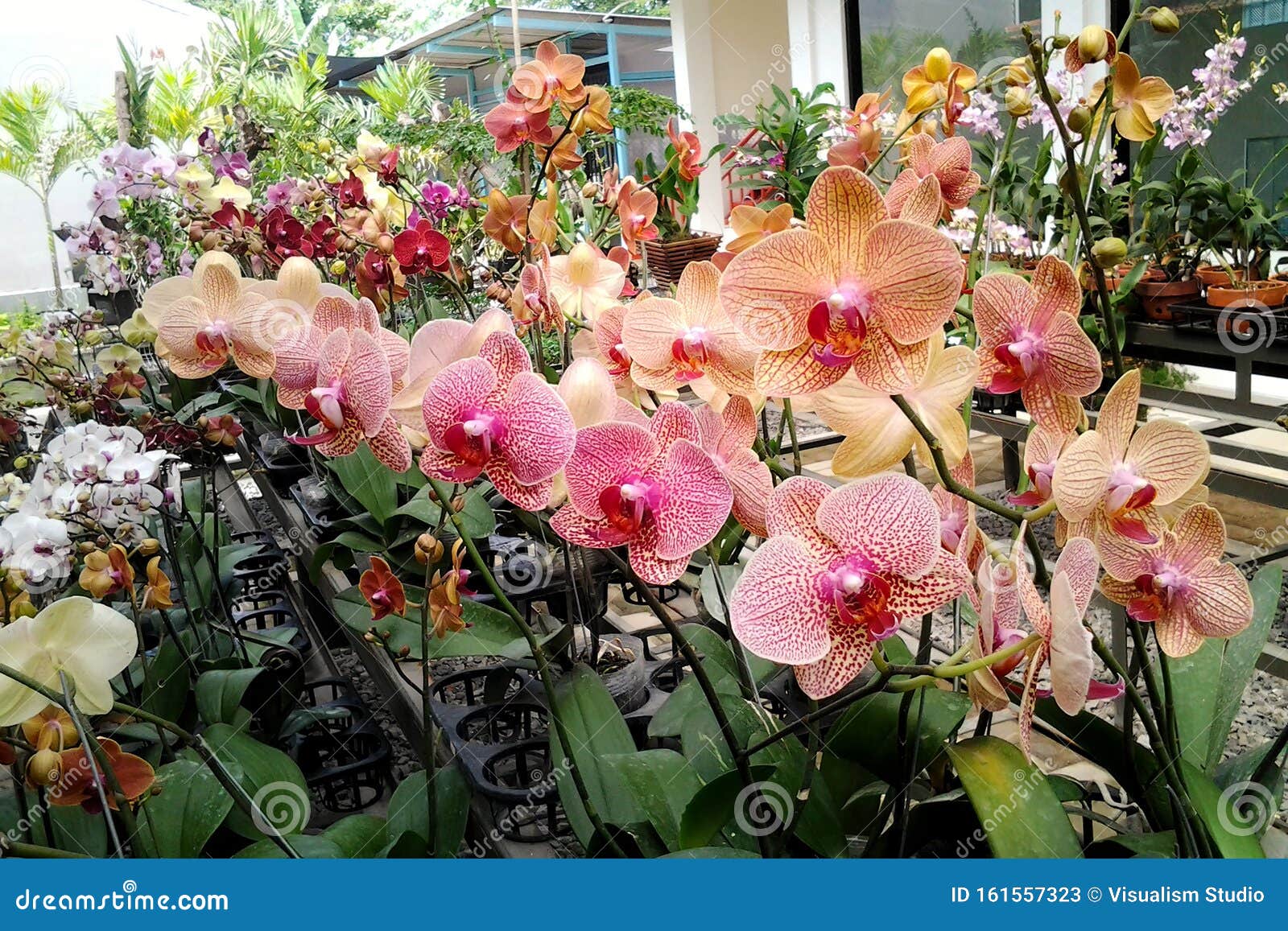 Colorful Red Pattern Orchids Neatly Arranged Stock Image - Image of ...