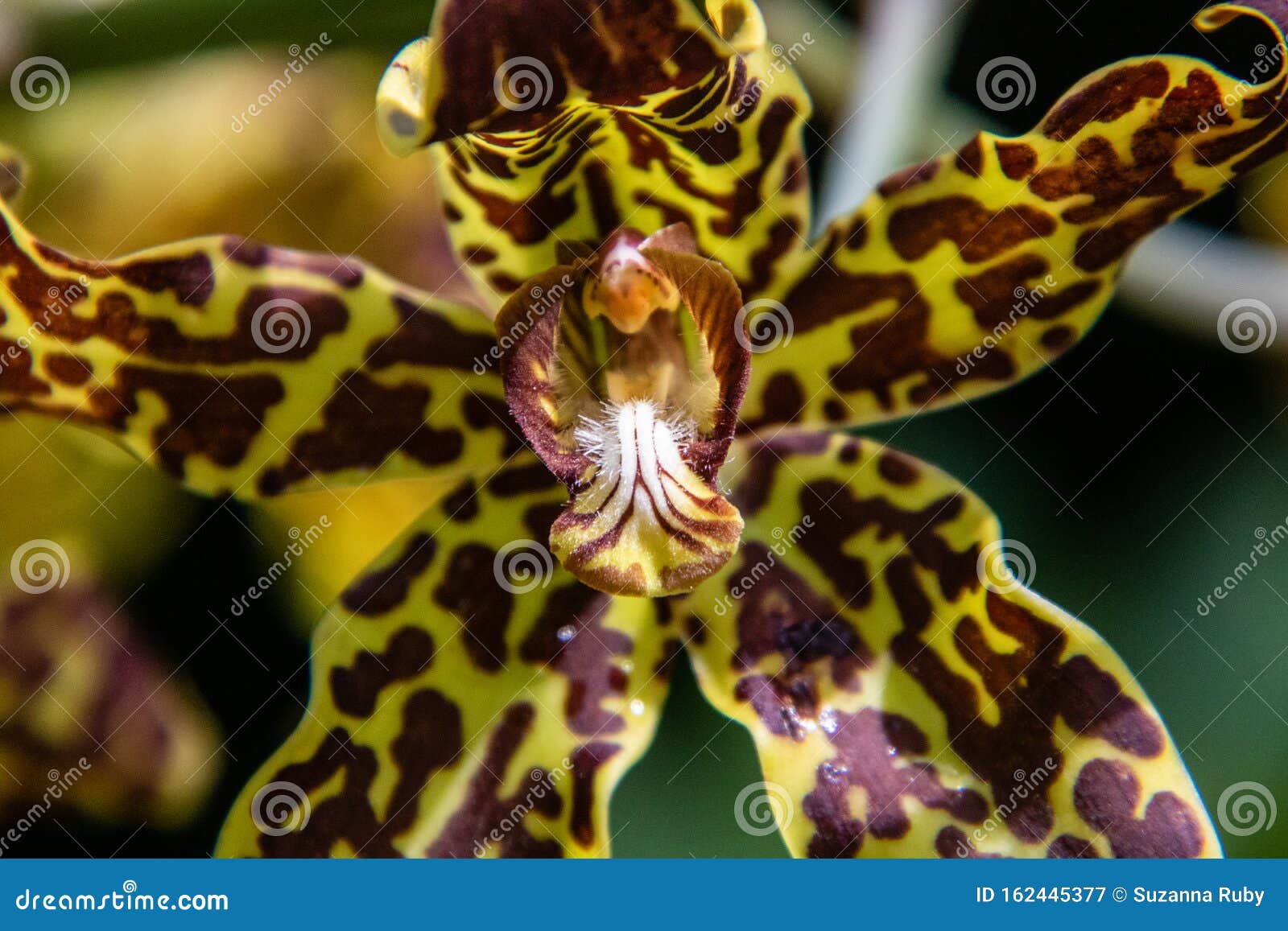 Colorful orchids stock image. Image of outdoors, botany - 162445377