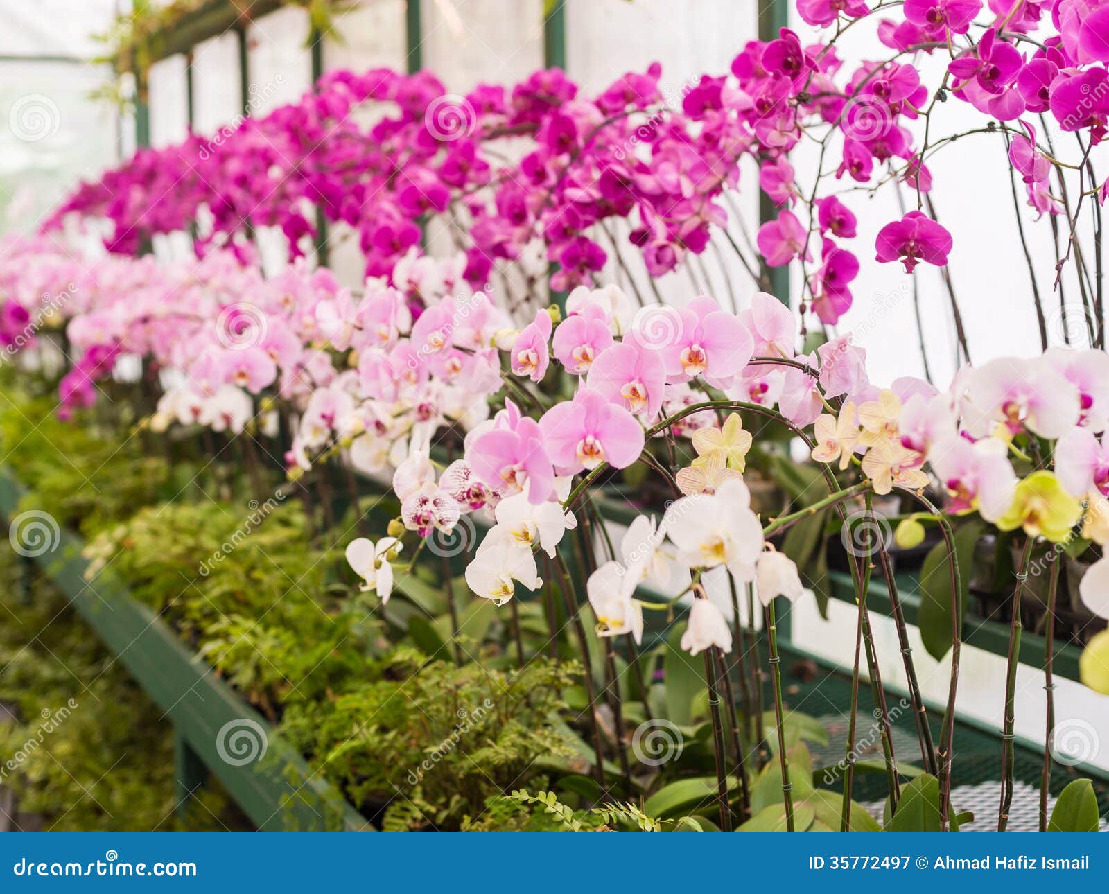 Colorful Orchids stock image. Image of orchids, beautiful - 35772497