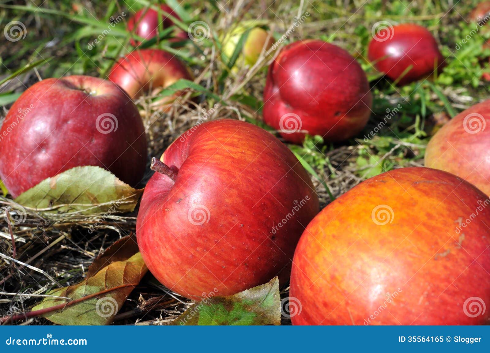 Colorful Organic Apples in the Orchard Stock Image - Image of farm ...