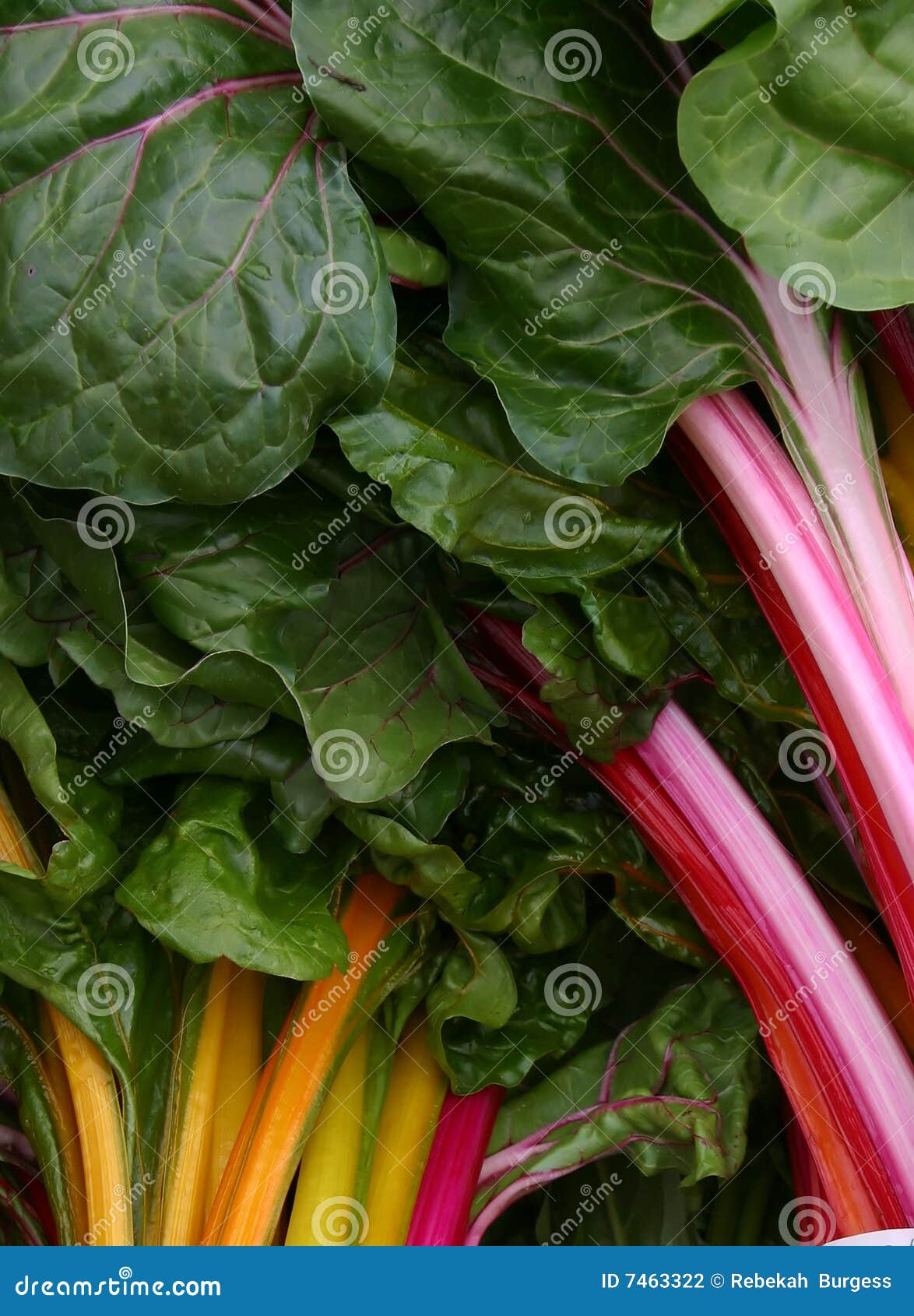 Colorful Organic Chard stock photo. Image of exotic, health - 7463322