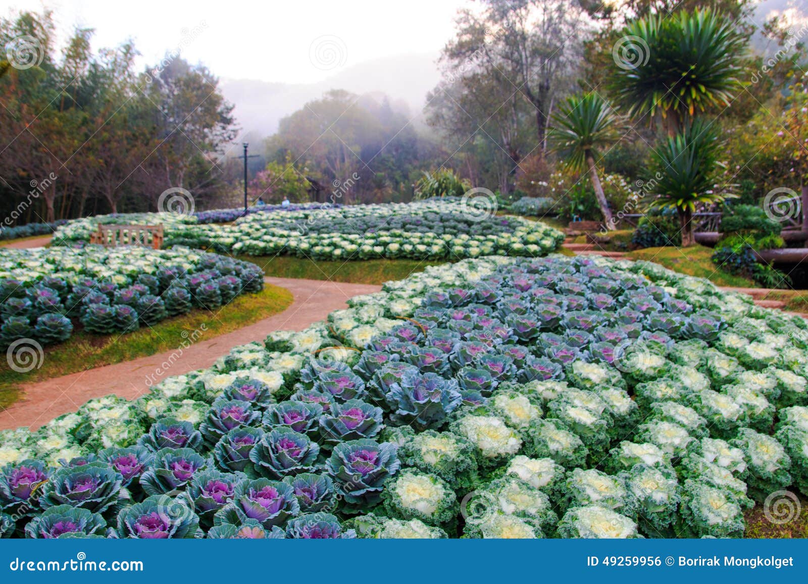 Colorful Ornamental Cabbage in the Garden Stock Photo - Image of purple ...
