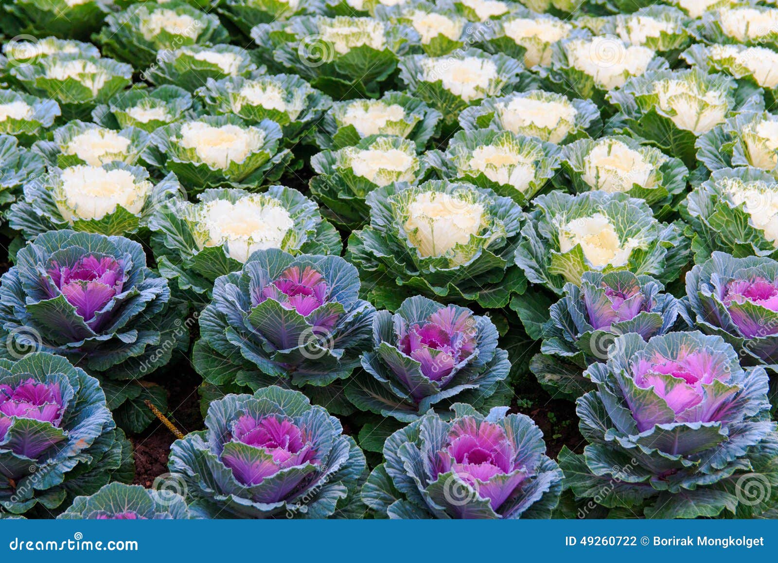 Colorful Ornamental Cabbage in the Garden Stock Photo - Image of ...