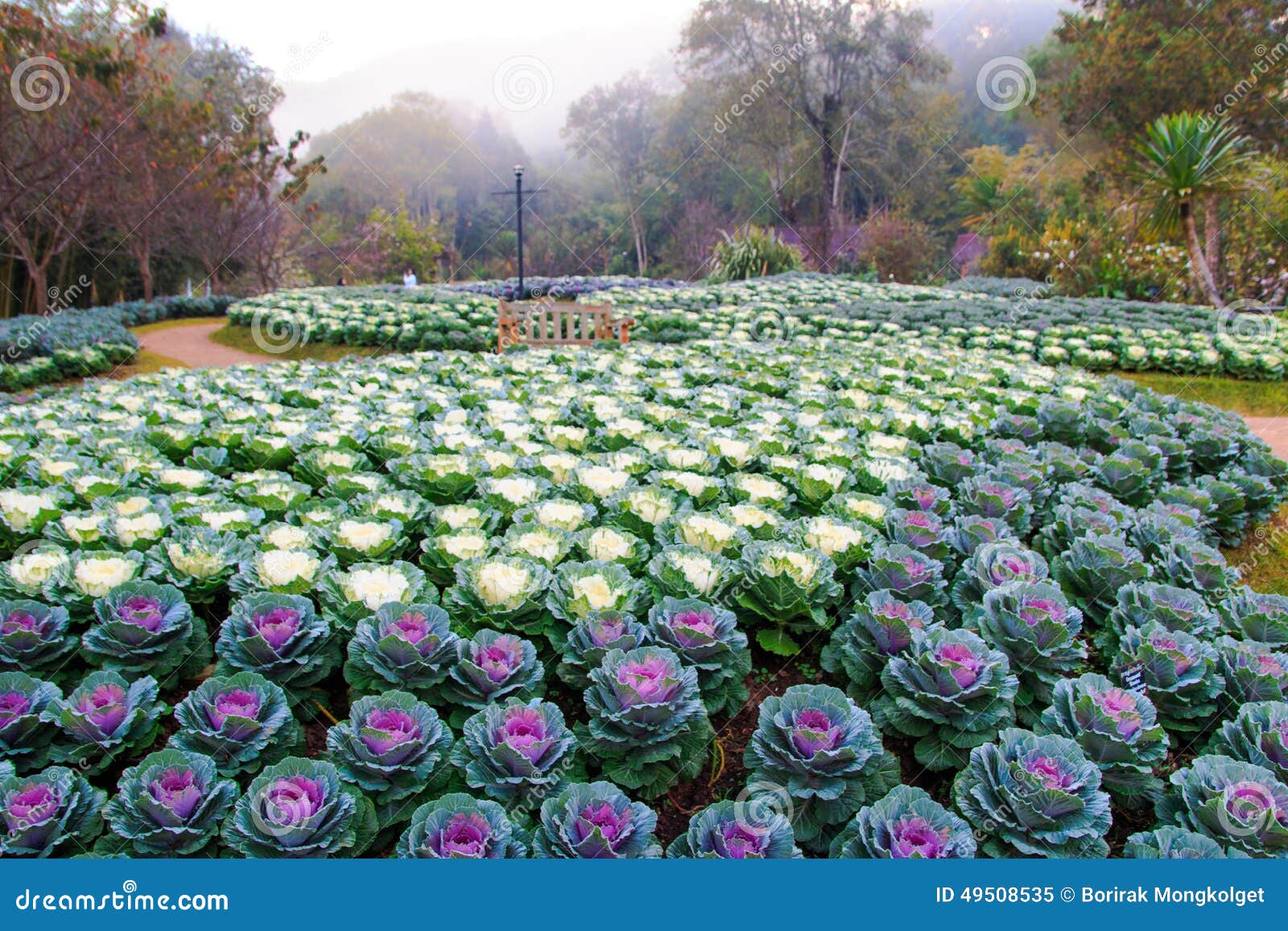 Colorful Ornamental Cabbage in the Garden Stock Image - Image of fancy ...