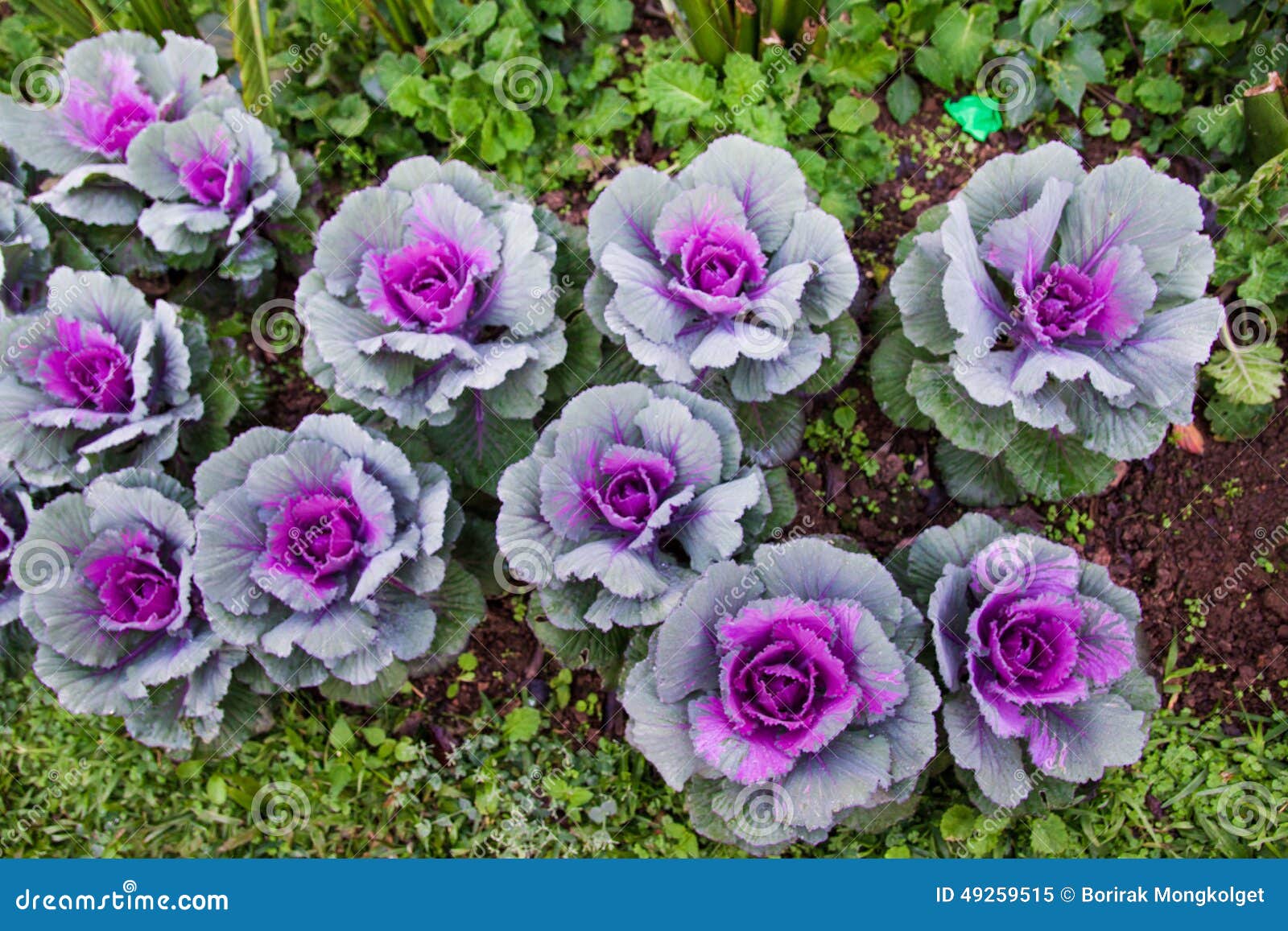Colorful Ornamental Cabbage in the Garden Stock Image - Image of ...