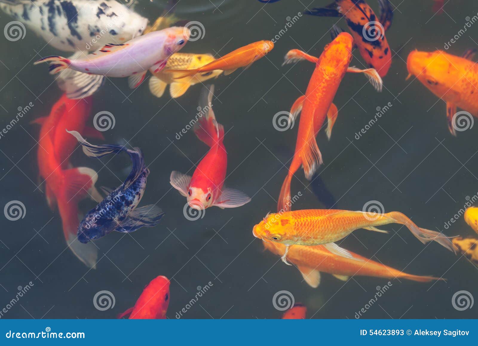 Colorful ornamental fish stock image. Image of lake, orange - 54623893