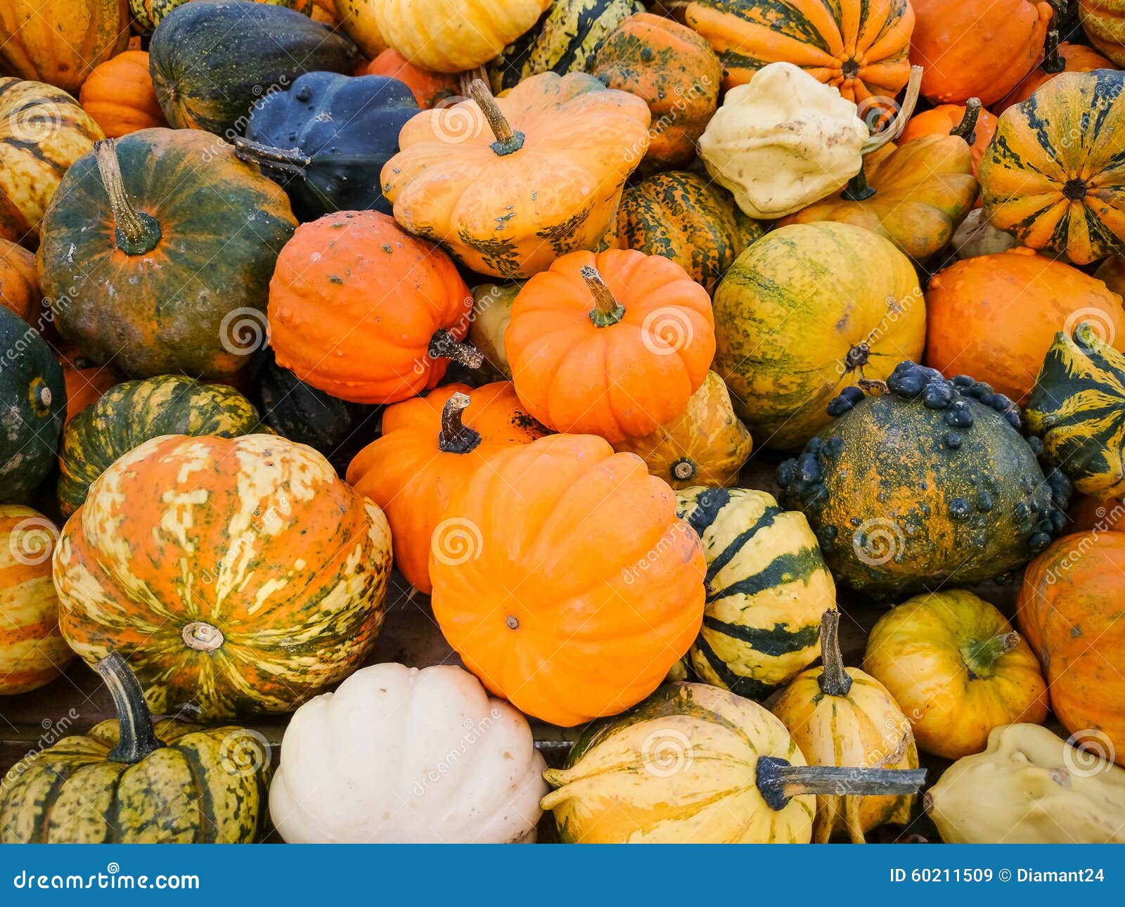 Colorful Ornamental Gourds, Top View Stock Image - Image of farm, fall ...
