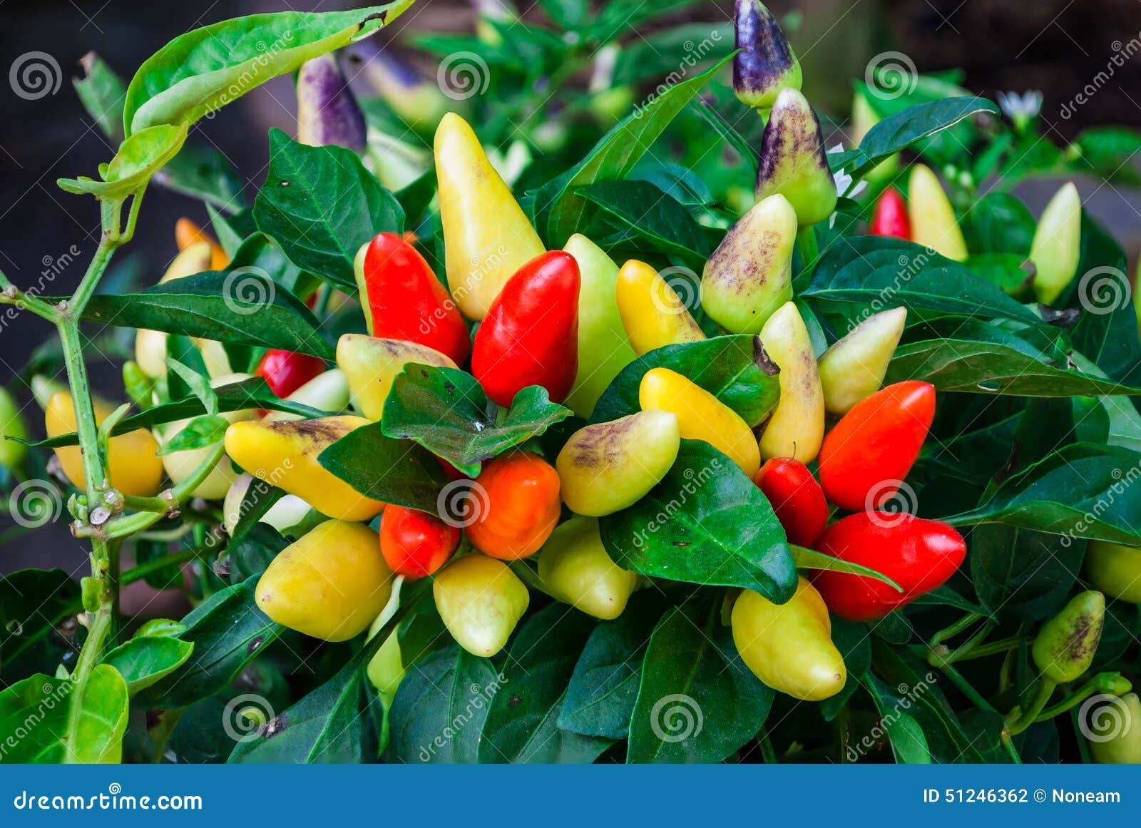 Colorful Ornamental Pepper, Decoration Pepper Stock Photo - Image of ...