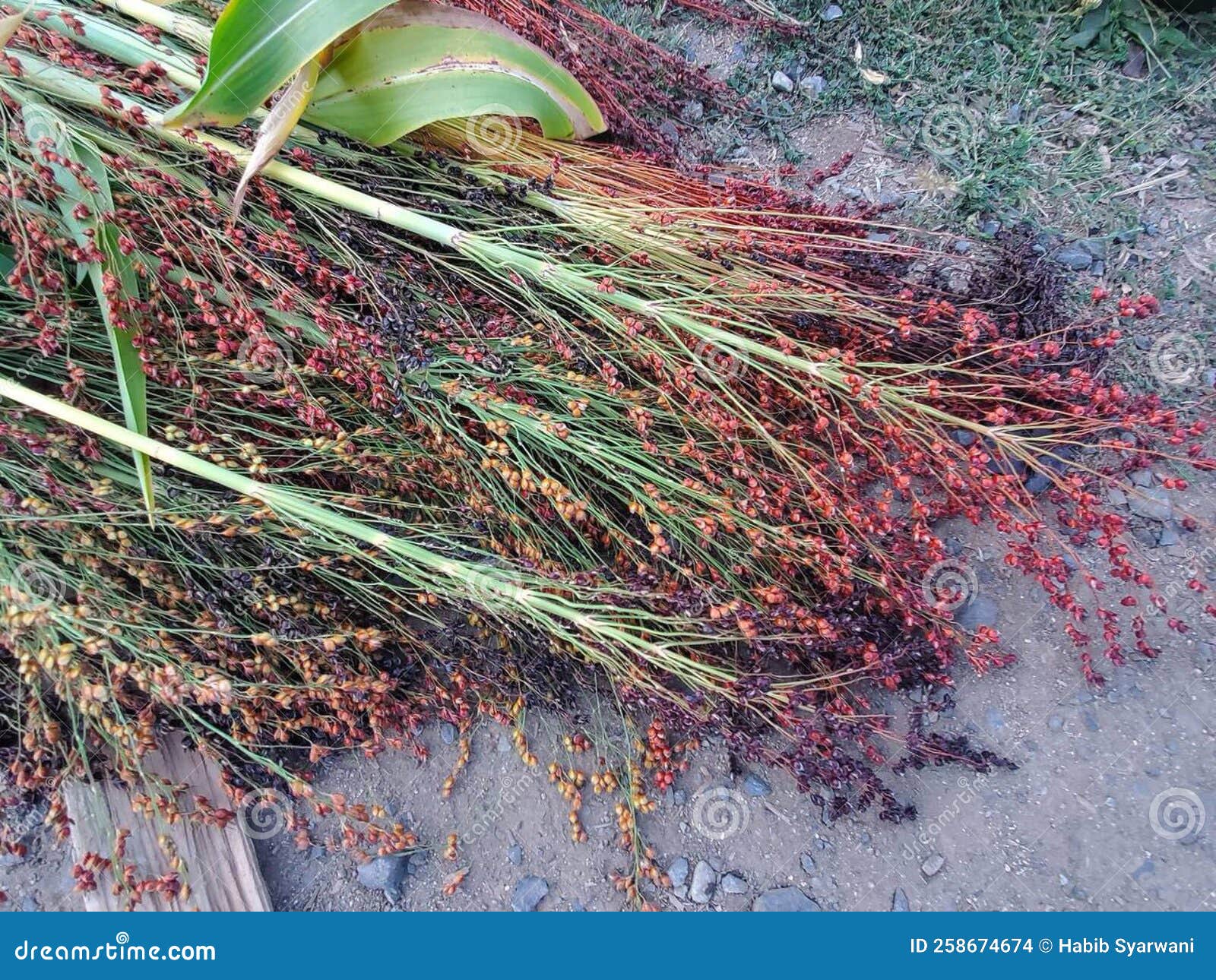 So Colorful Our Corn in the Field Stock Photo - Image of tree, nature ...