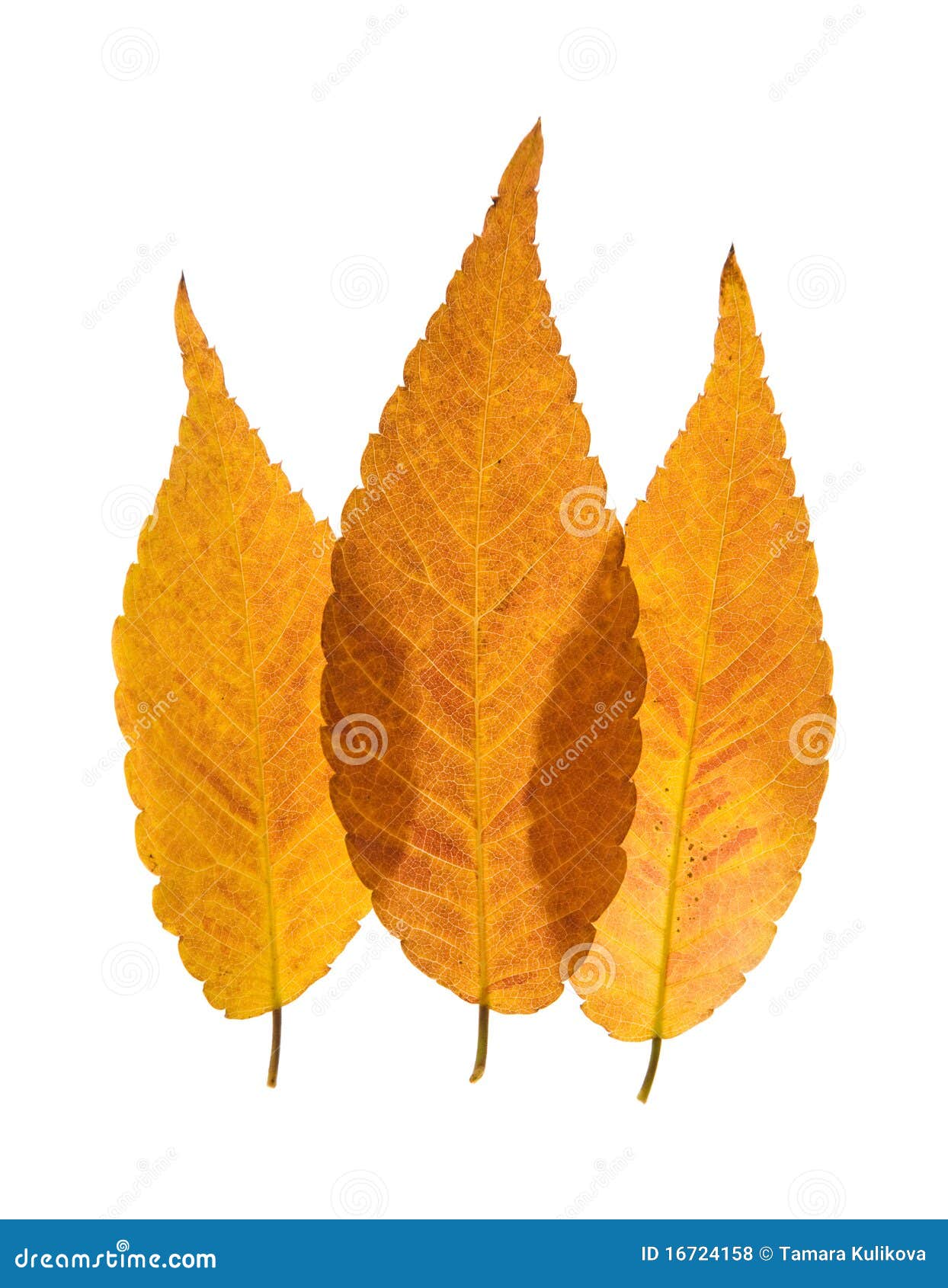 Colorful Overlapping Autumnal Leaves Stock Photo - Image of color ...