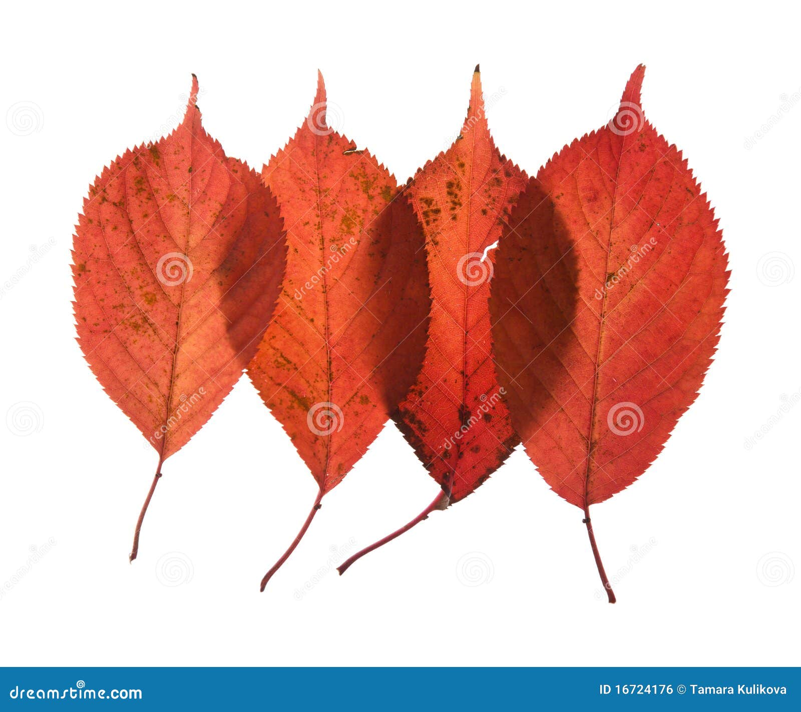 Colorful Overlapping Autumnal Leaves Stock Photo - Image of repeating ...