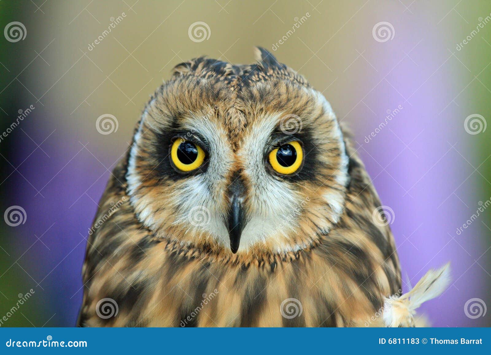 Colorful Owl with Large Yellow Eyes Stock Image - Image of eyes, yellow ...
