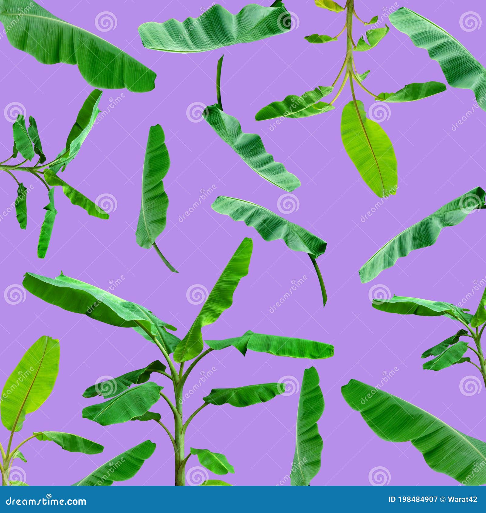 Colorful Palm Leaves Pattern For Nature Concept Tropical Leaf On Purple