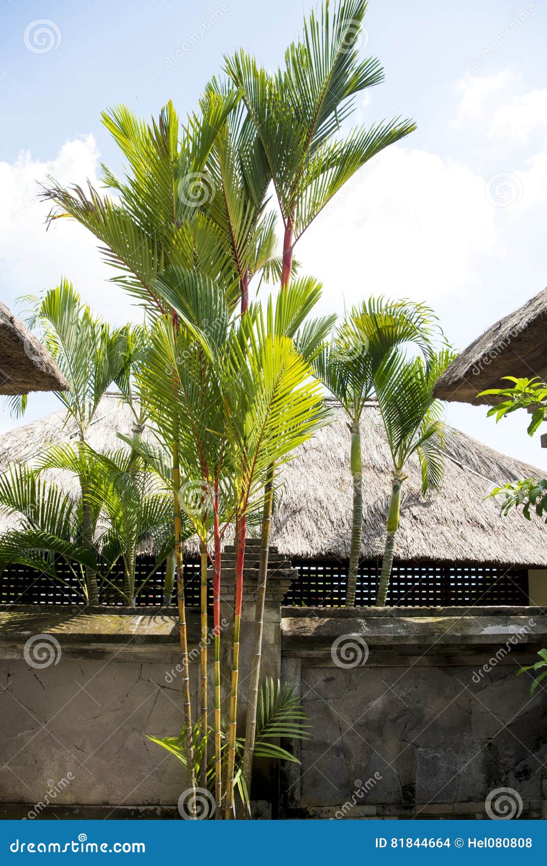 Colorful palm tree stock photo. Image of tree, green - 81844664