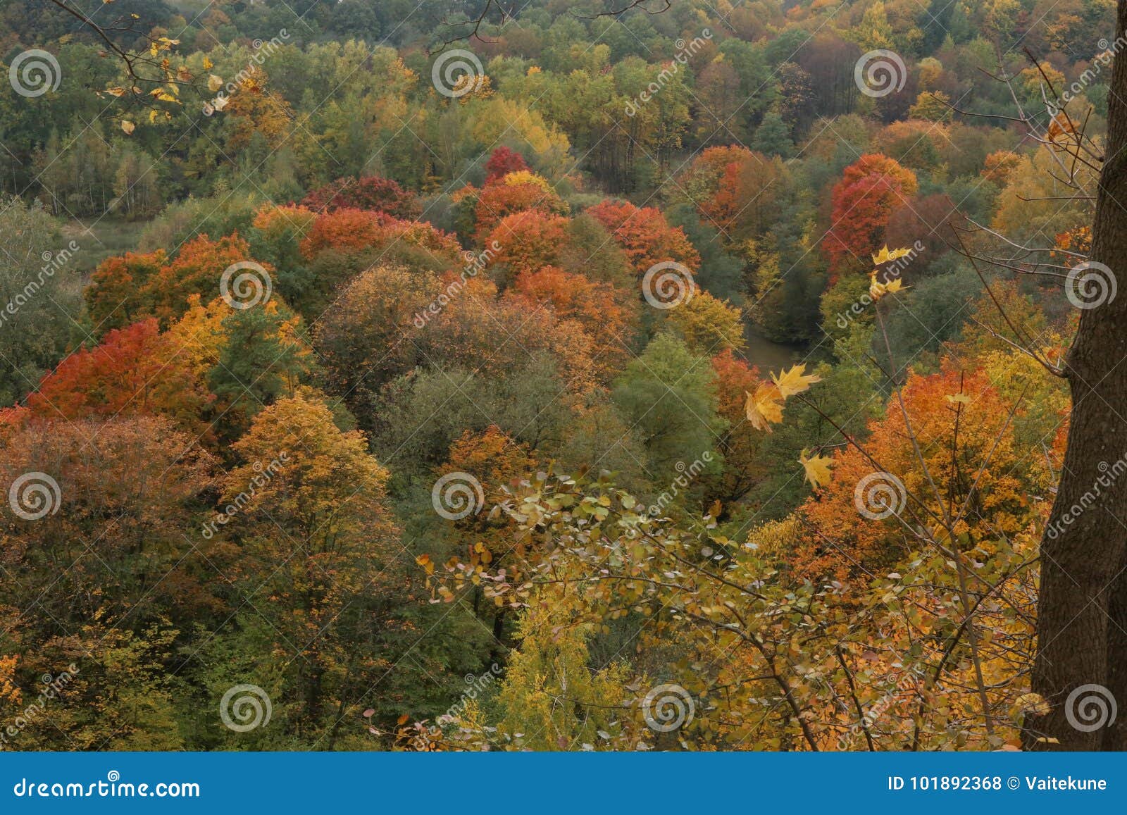 Colorful Panoramic View of Autumn Foliage. Stock Photo - Image of ...