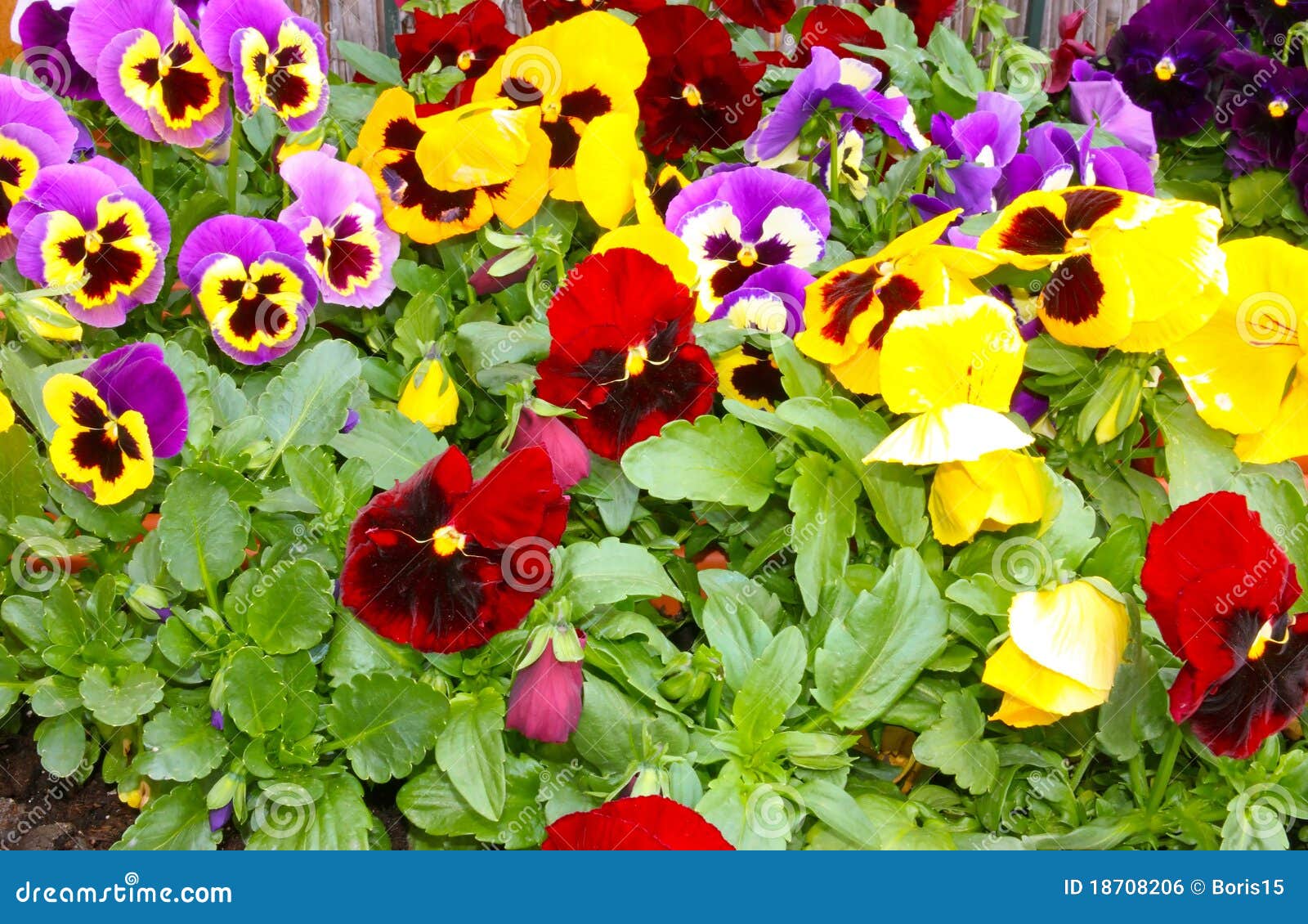 Colorful pansies stock photo. Image of nature, spring - 18708206
