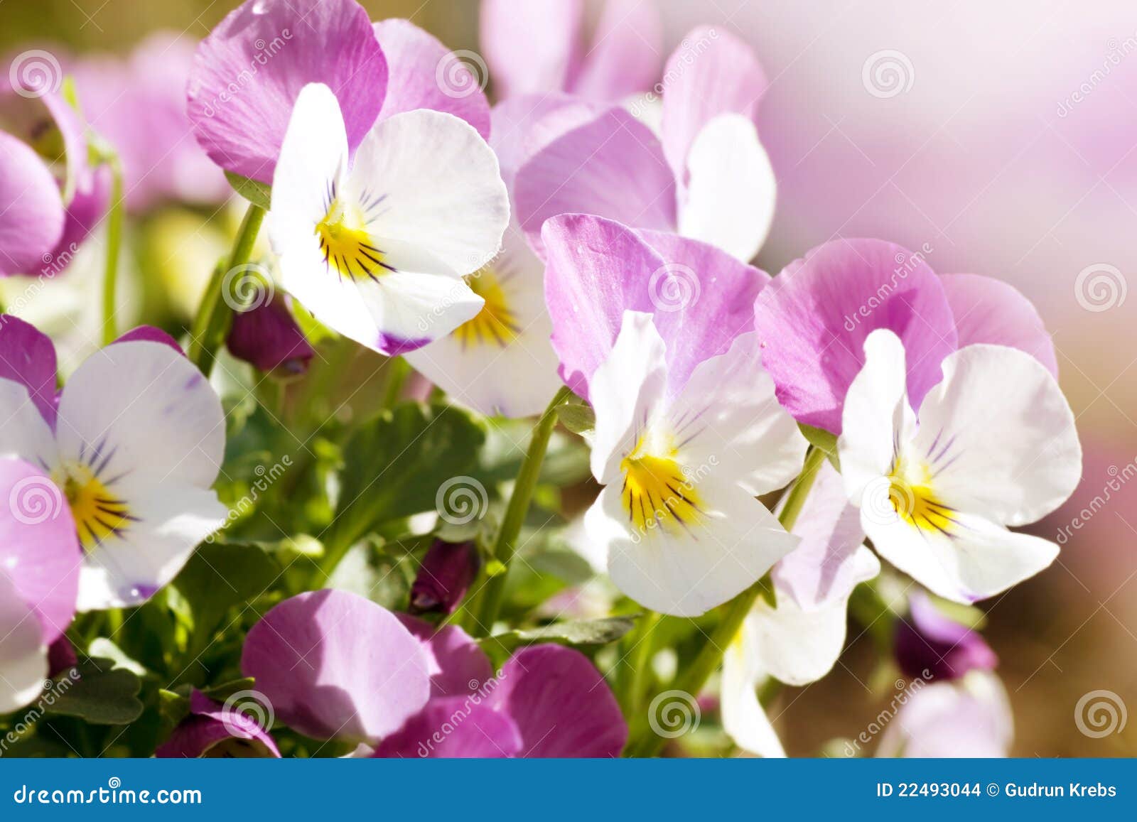 Colorful pansies stock photo. Image of pansy, dear, shape - 22493044