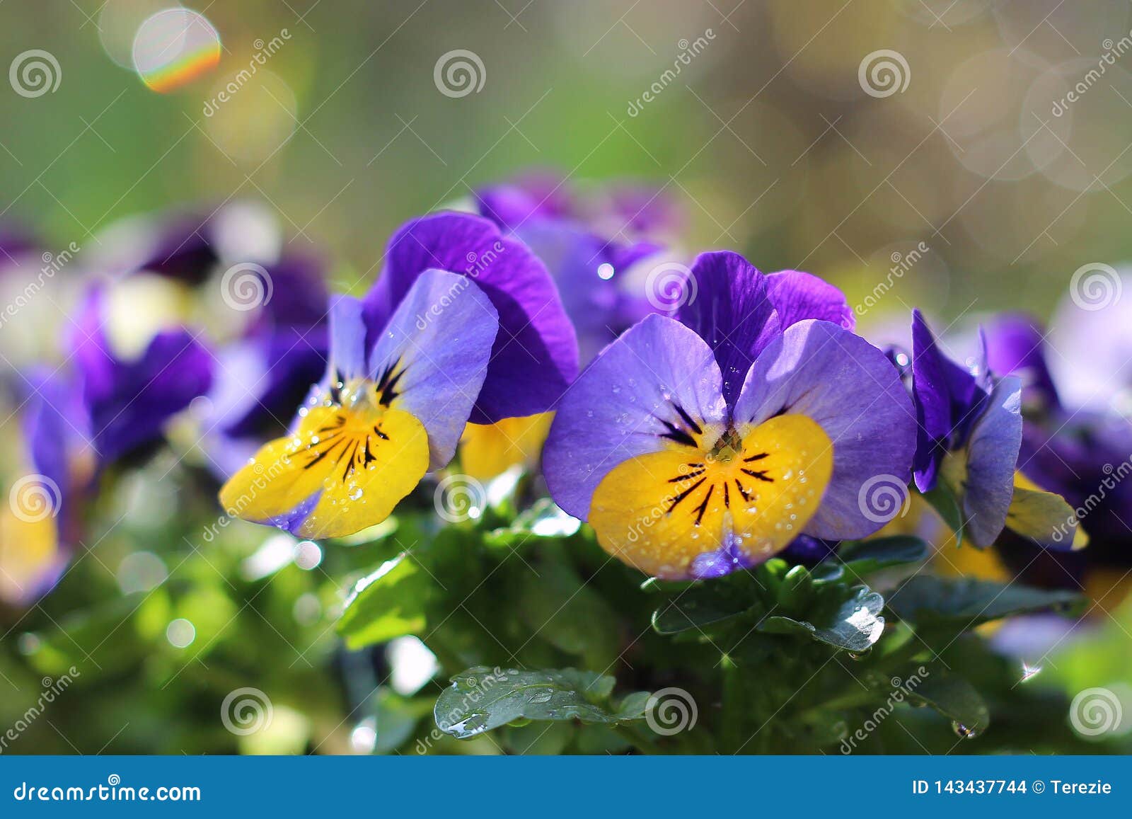 Colorful pansies stock photo. Image of natural, blue - 143437744