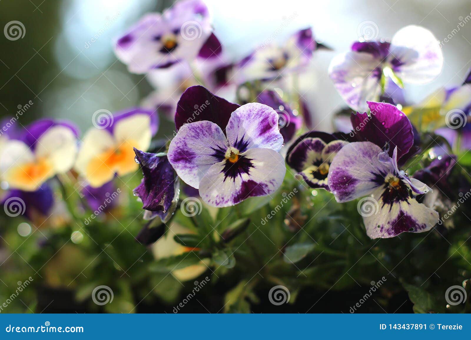 Colorful pansies stock image. Image of nature, gardening - 143437891