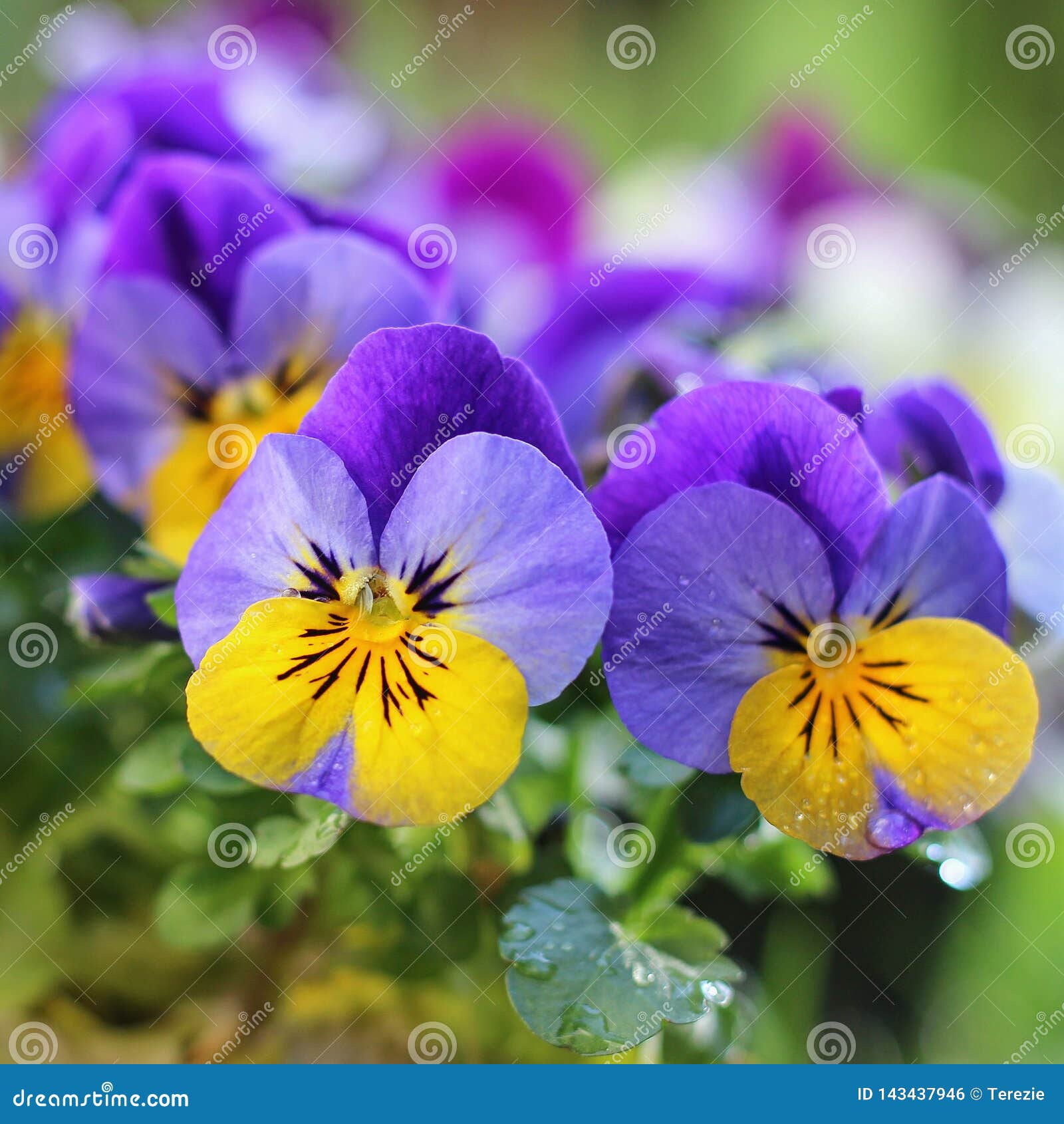 Colorful pansies stock photo. Image of outdoor, orange - 143437946