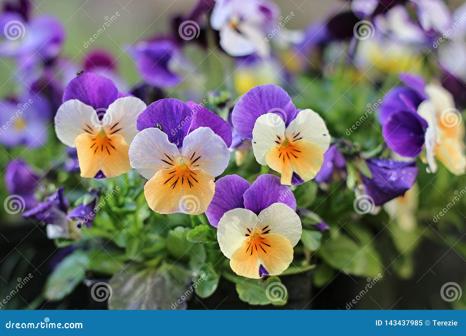Colorful pansies stock image. Image of green, orange - 143437985