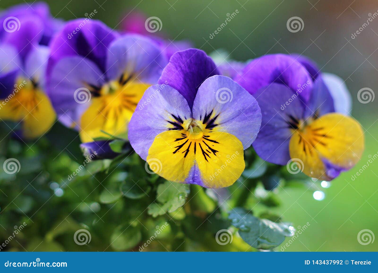 Colorful pansies stock photo. Image of natural, fresh - 143437992