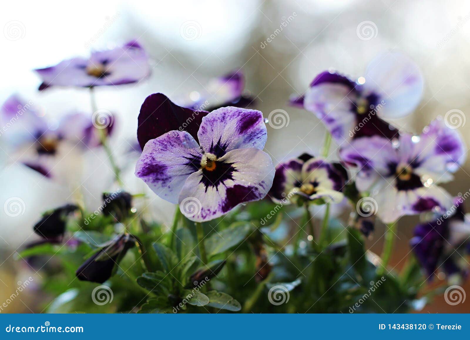 Colorful pansies stock photo. Image of foliage, decoration - 143438120