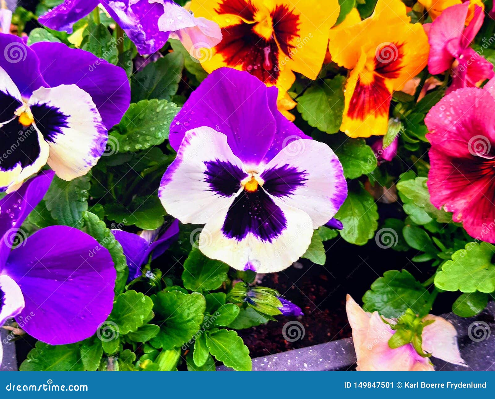 Colorful pansies stock image. Image of colour, pansy - 149847501