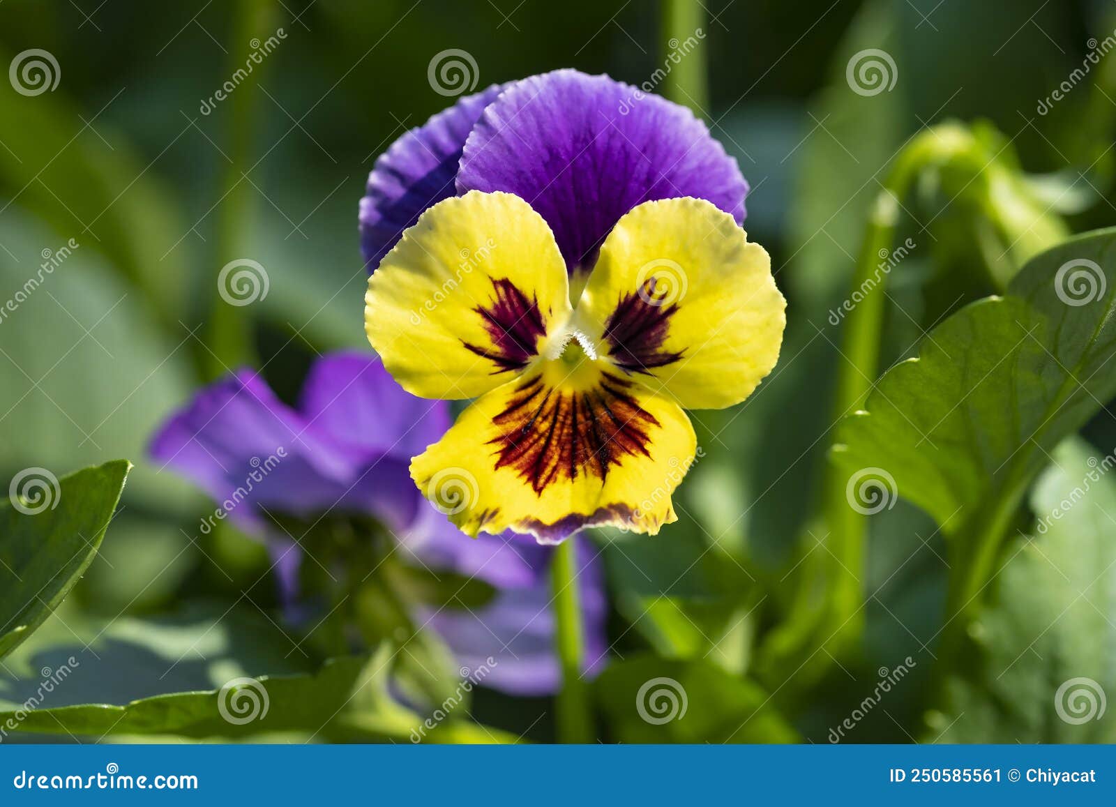 Colorful Pansies Smiling in the Sun #5 Stock Image - Image of yellow ...