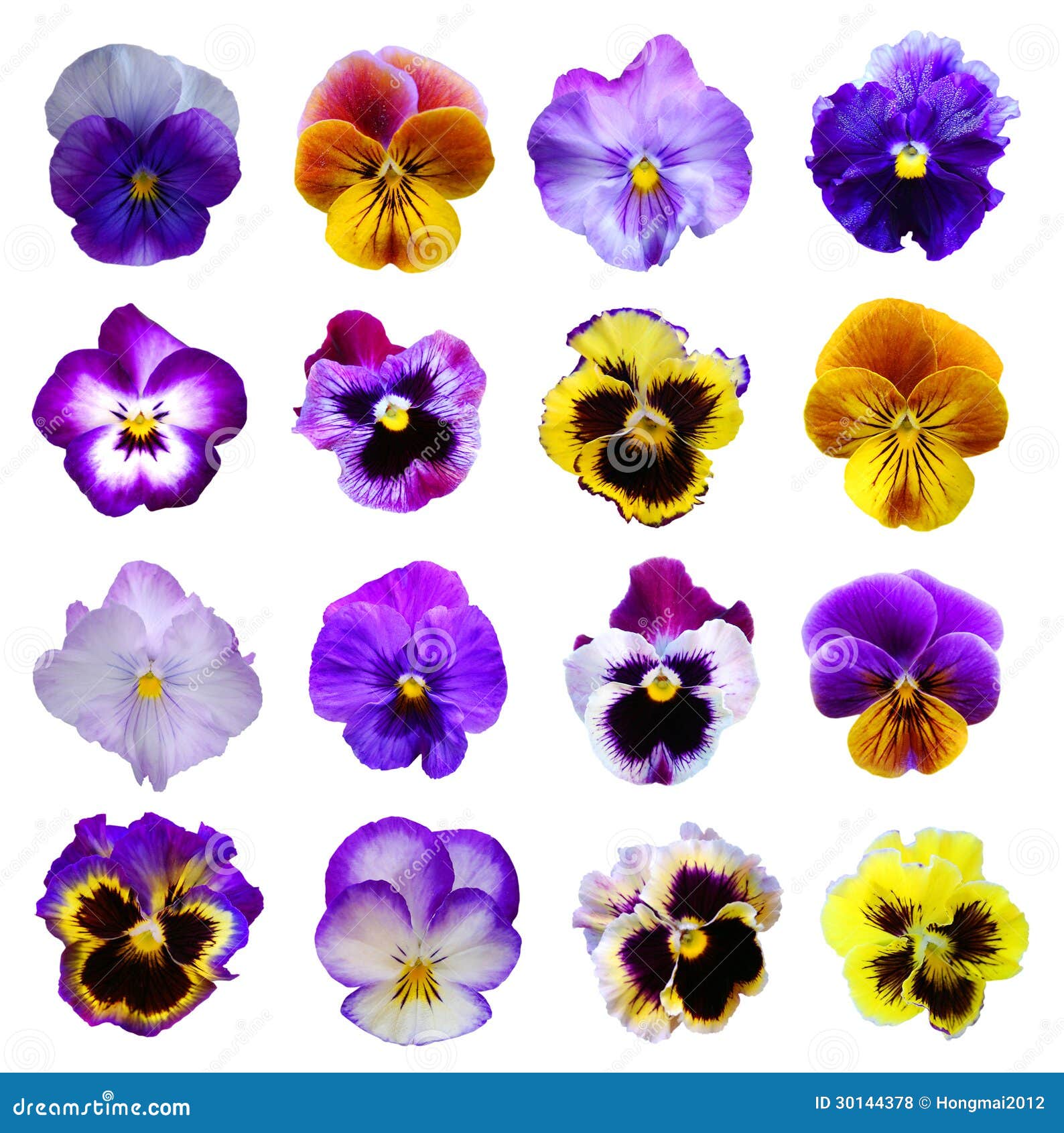 Colorful Pansies stock photo. Image of blue, single, viola - 30144378