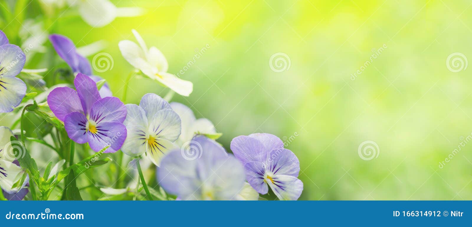 Colorful Pansy Flowers on Green Background in a Garden Stock Photo ...
