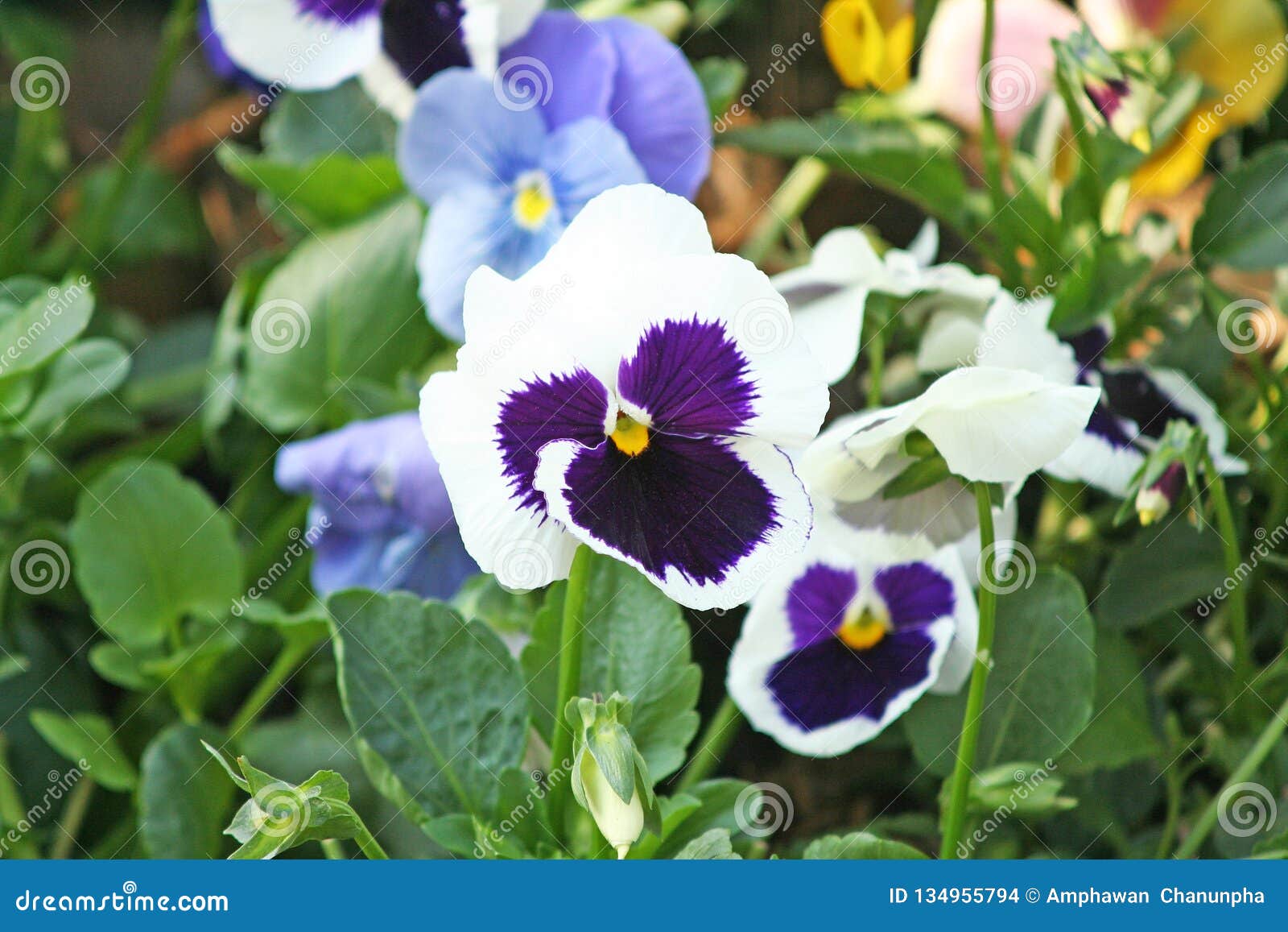 Colorful Pansy Viola Flowers Stock Photo - Image of botanical, leaves ...