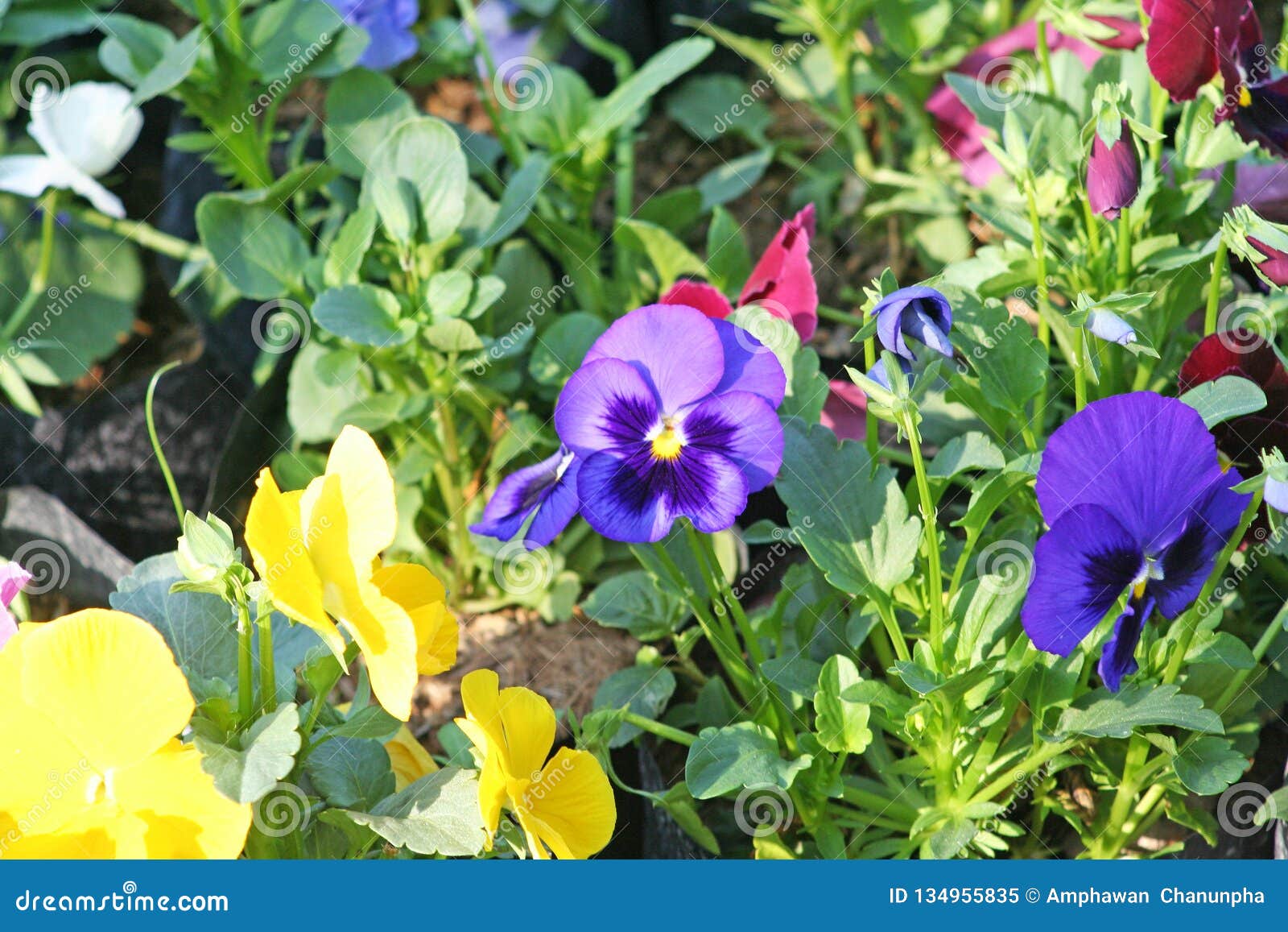Colorful Pansy Viola Flowers Stock Image - Image of leaves, blossom ...