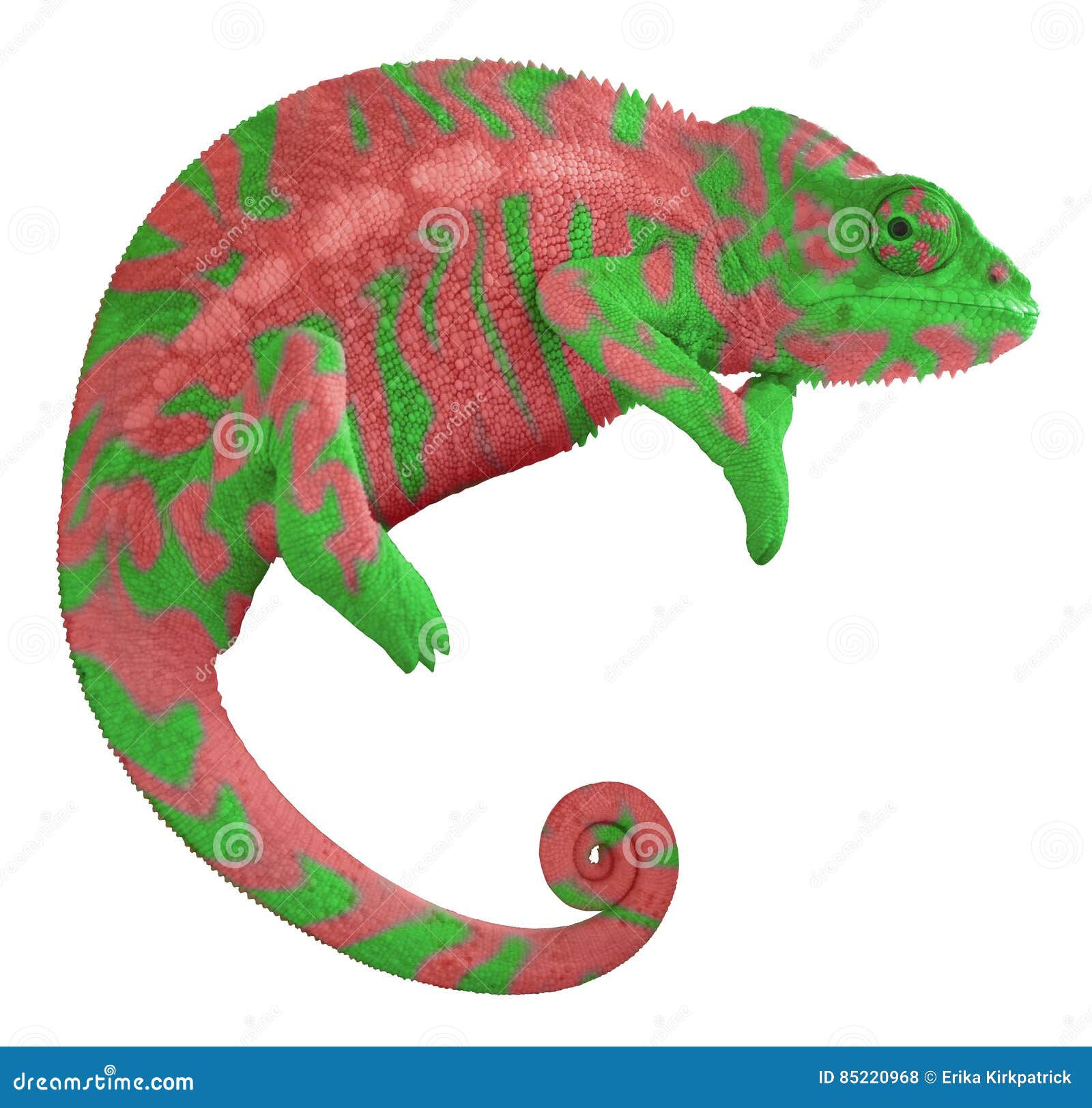 Colorful Panther Chameleon stock photo. Image of pink - 85220968