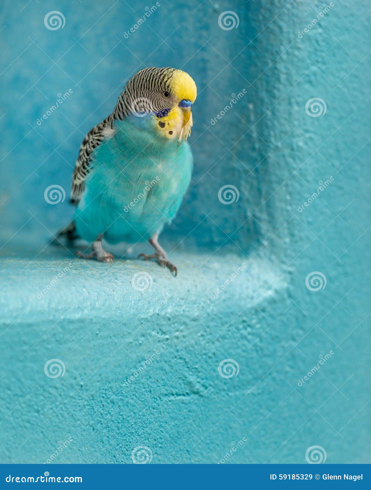 Colorful parakeet stock image. Image of body, daytime - 59185329