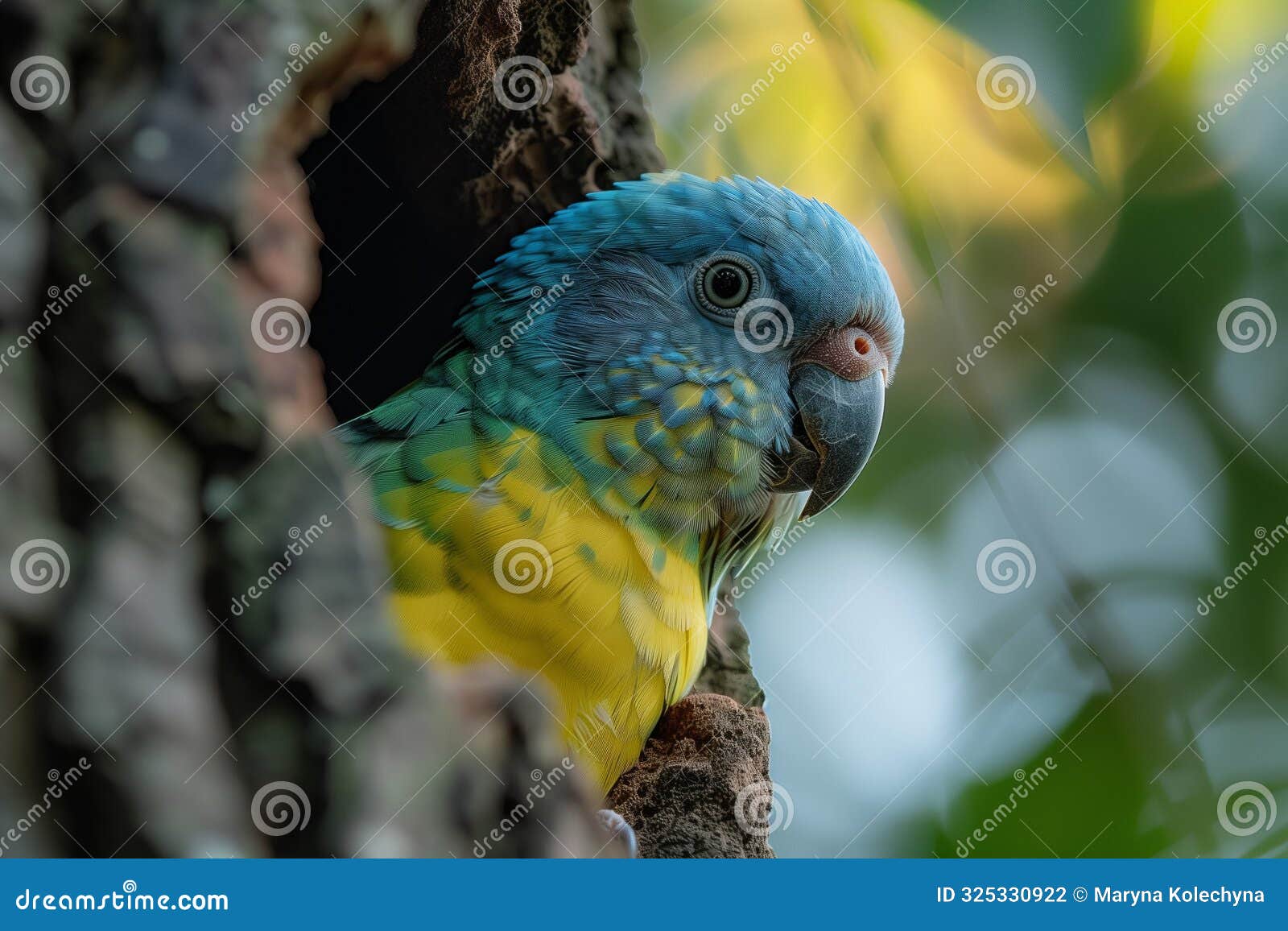 Colorful Parakeet Peeking From Tree Hollow. Vibrant Parakeet Peeking ...