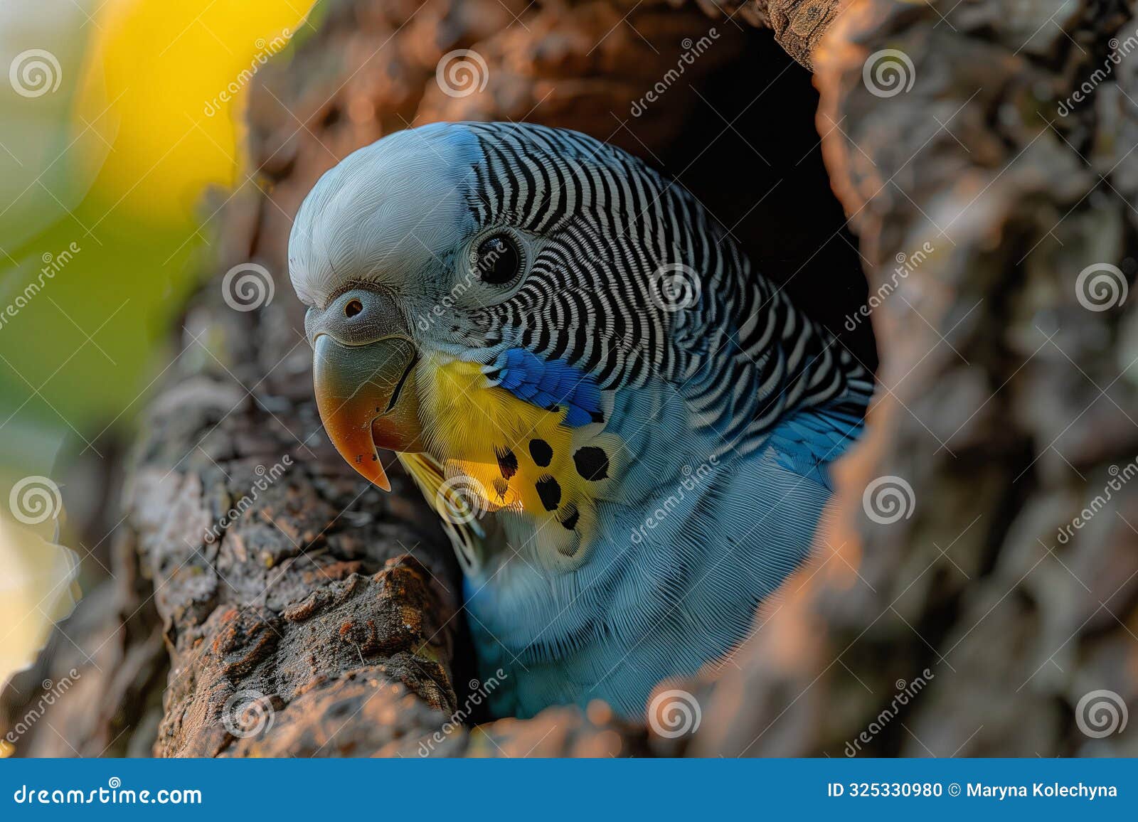 Colorful Parakeet Peeking From Tree Hollow. Vibrant Parakeet Peeking ...