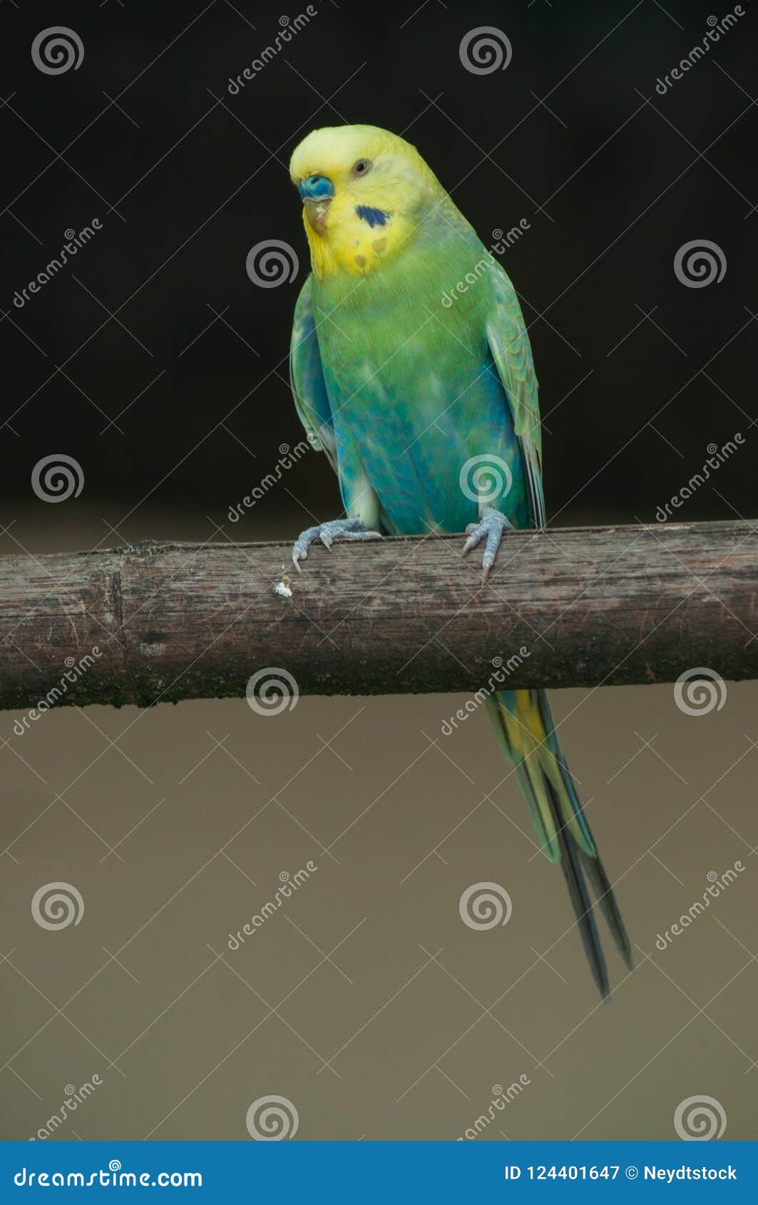 Colorful Parakeet on a Perch Stock Image - Image of beak, white: 124401647