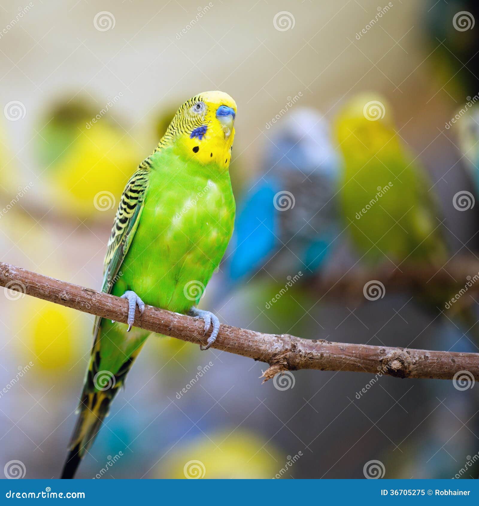 Colorful parakeet stock image. Image of feather, nature - 36705275